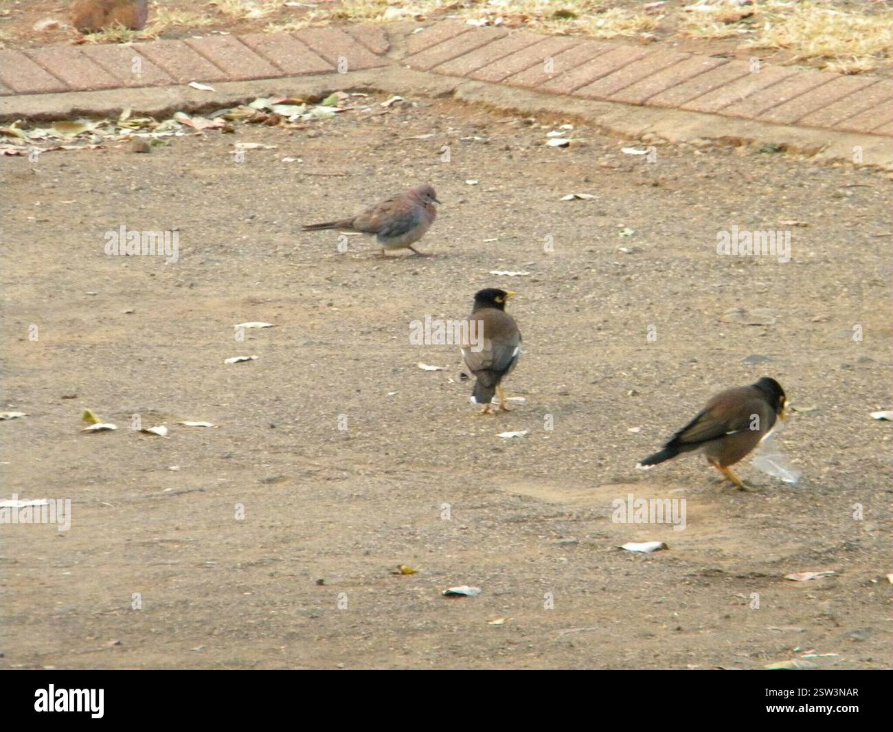 Common Myna (Acridotheres tristis), Aves, Crocodile bridge rest camp ...