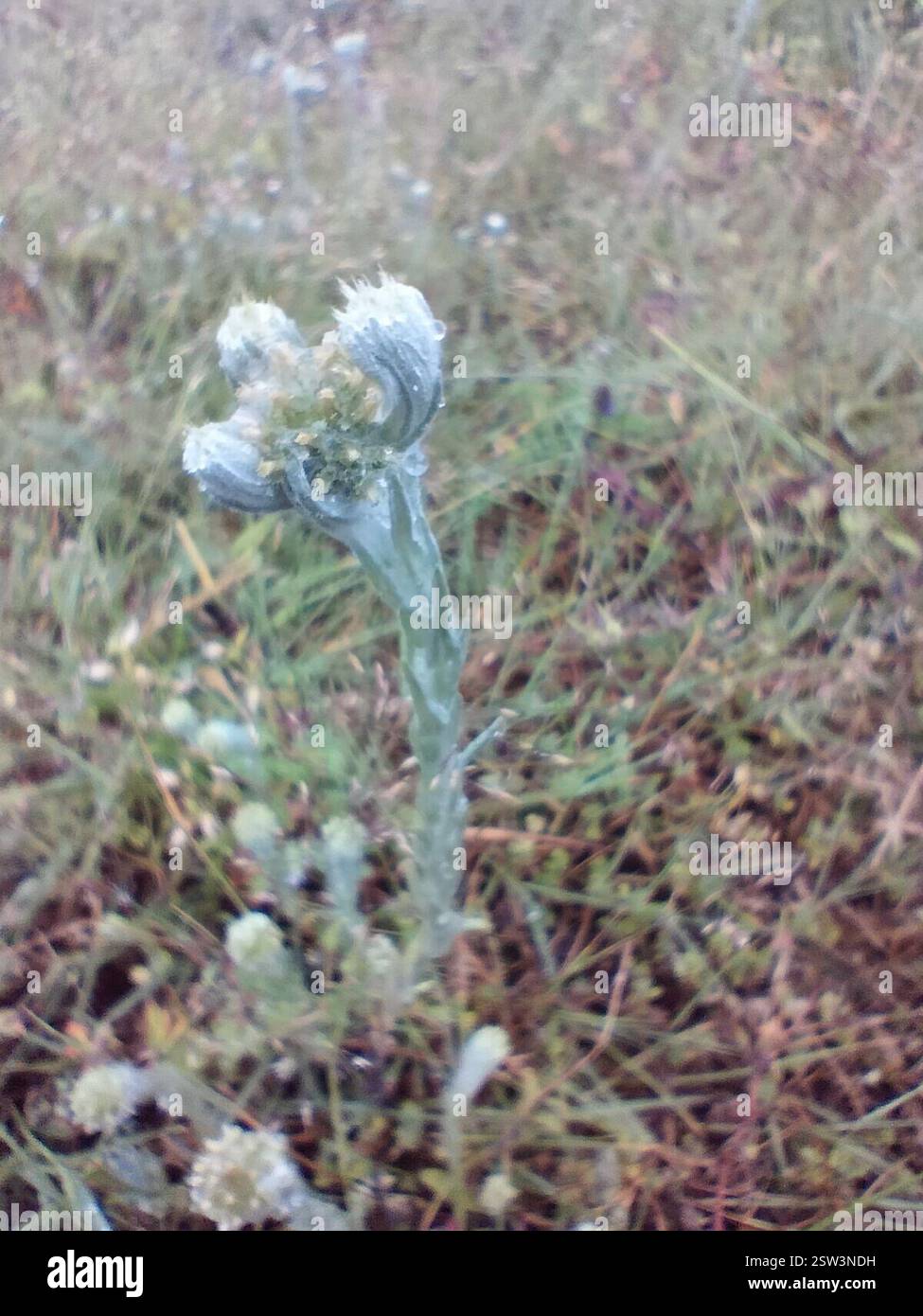 Common Cudweed (Filago germanica), Plantae, Ladybelt Country Park Stock ...