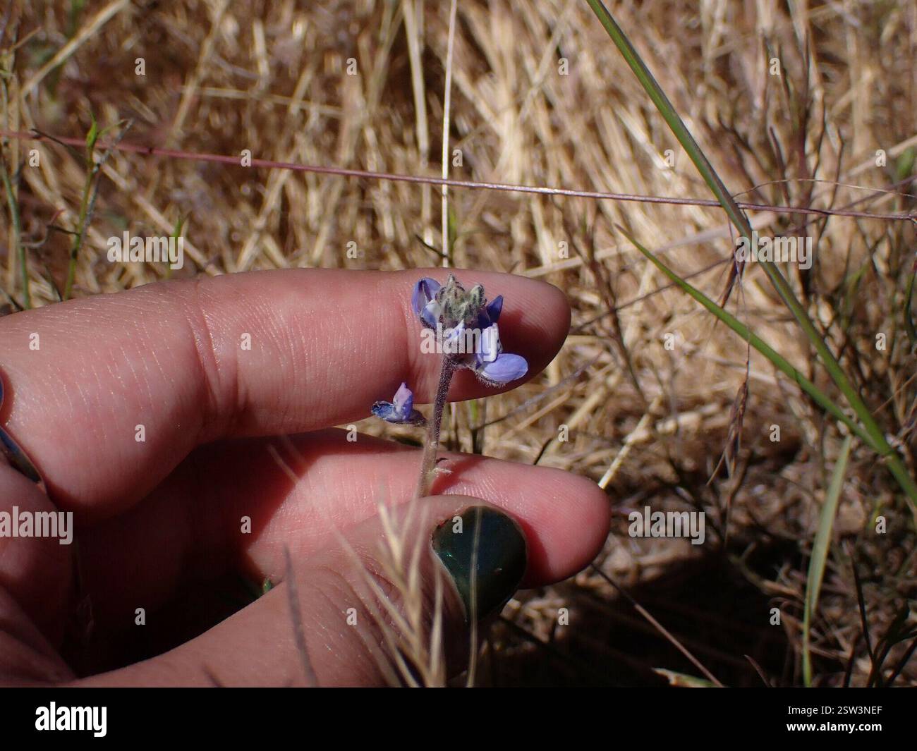 Miniature Lupine (Lupinus bicolor), Plantae, San Diego County, CA, USA ...