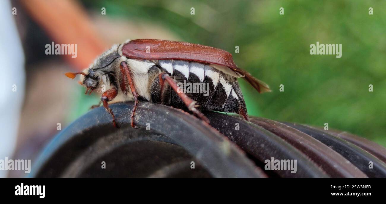 Common Cockchafer (Melolontha melolontha), Insecta, 56310 Guern, France ...