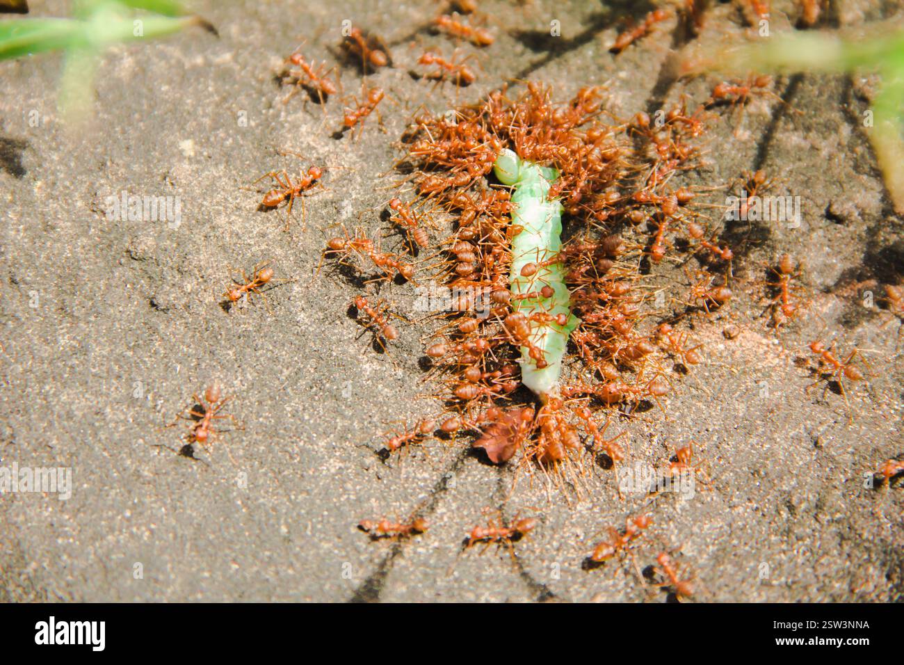 Many red ants bite and eat a worm. Red ants gather together to drag the ...