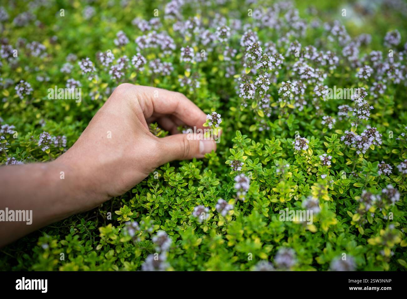 Man hand collecting fragrant Thymus Citriodorus branches from bush for ...