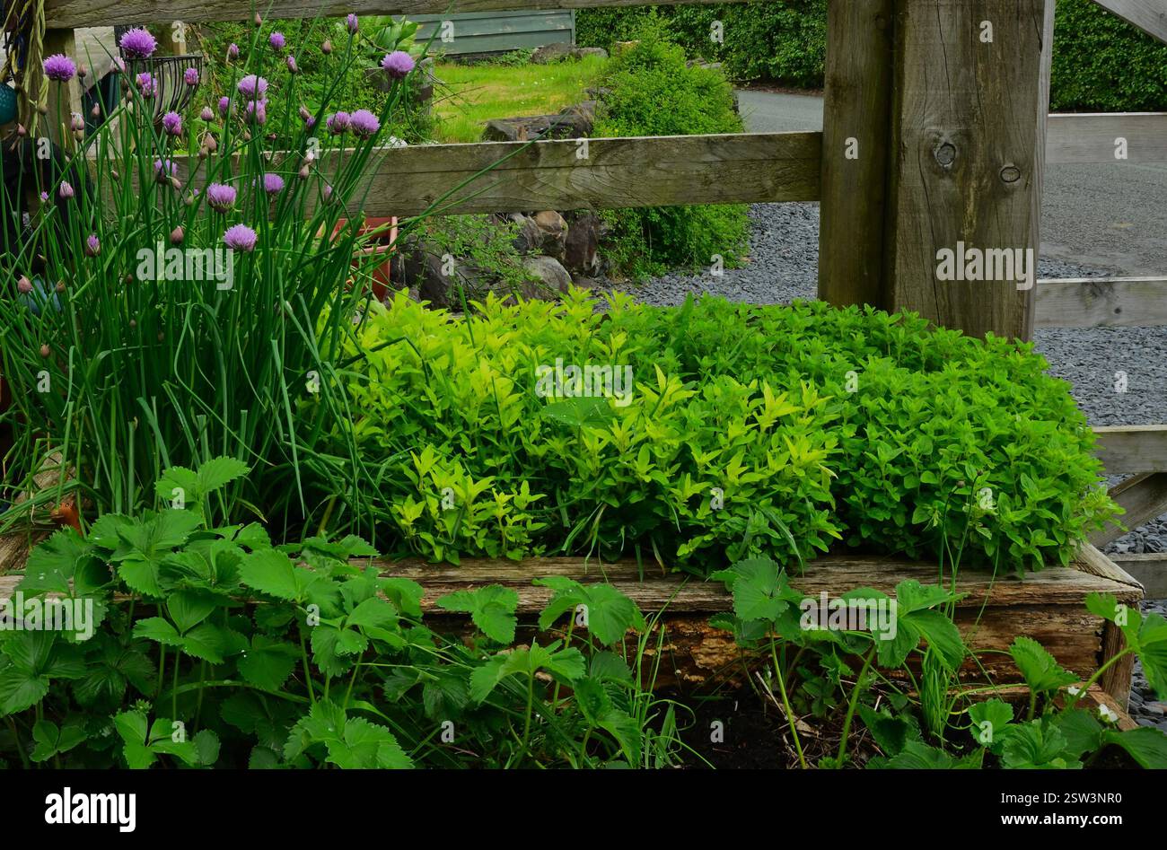 Kitchen herb trough hi-res stock photography and images - Alamy
