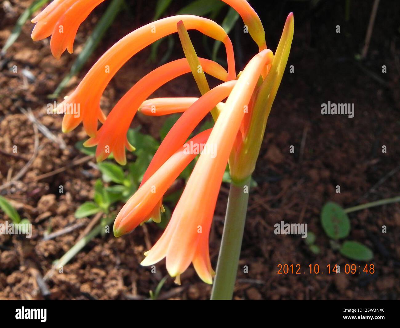 Greentip Firelily (Cyrtanthus tuckii), Plantae, uMgungundlovu District ...