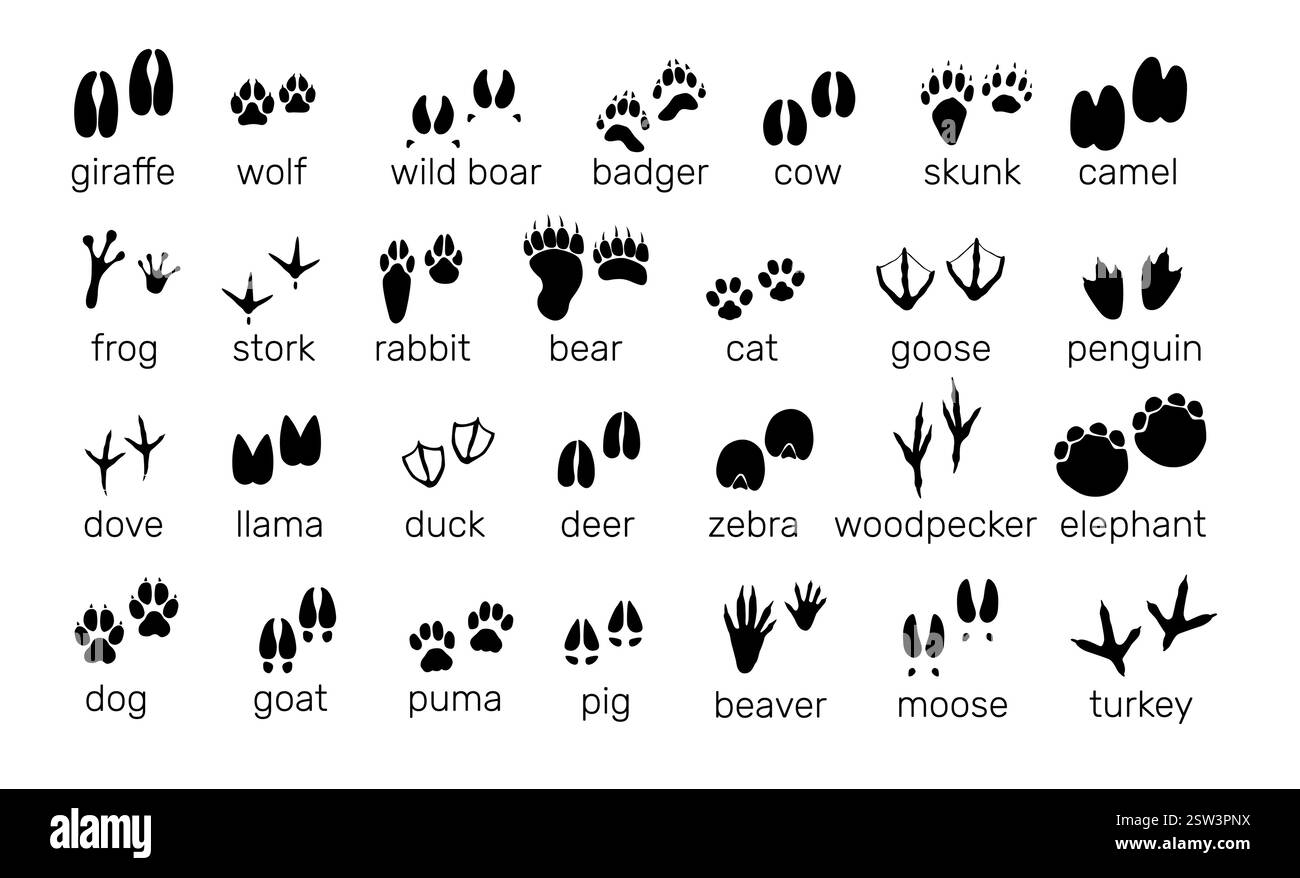 Animals footprints. Wildlife and birds tracks. Different paw prints. Black silhouette imprint ...