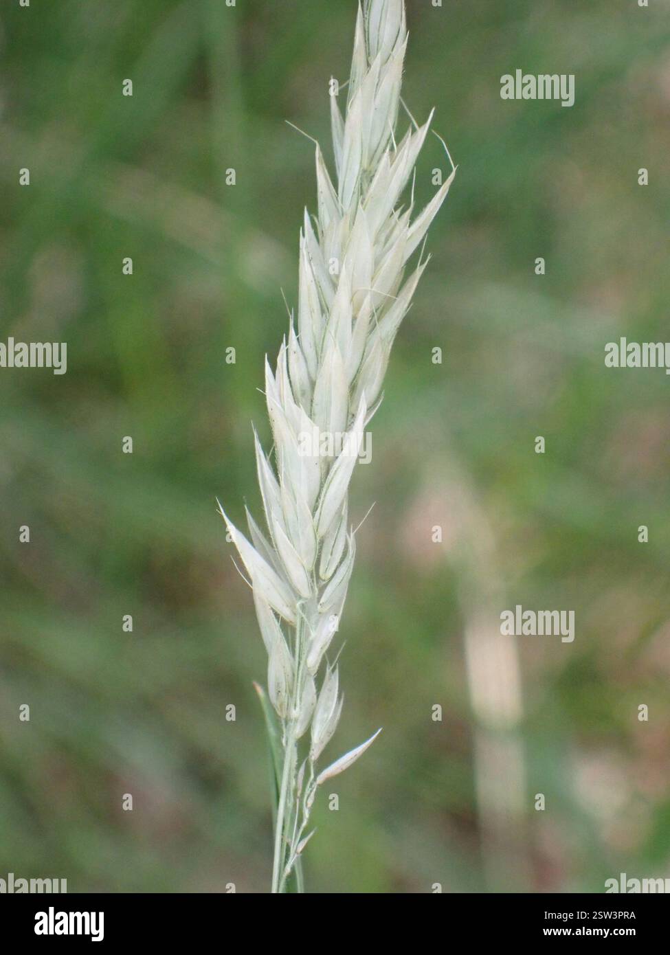 (Holcus), Plantae, Utrechtse Heuvelrug National Park, Leersum, Utrecht ...