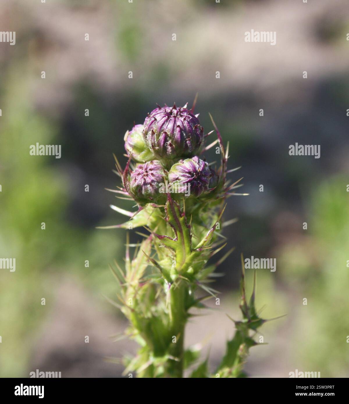 Marsh Thistle (Cirsium palustre), Plantae, Wielki Kack, Gdynia, Polska Stock Photo - Alamy