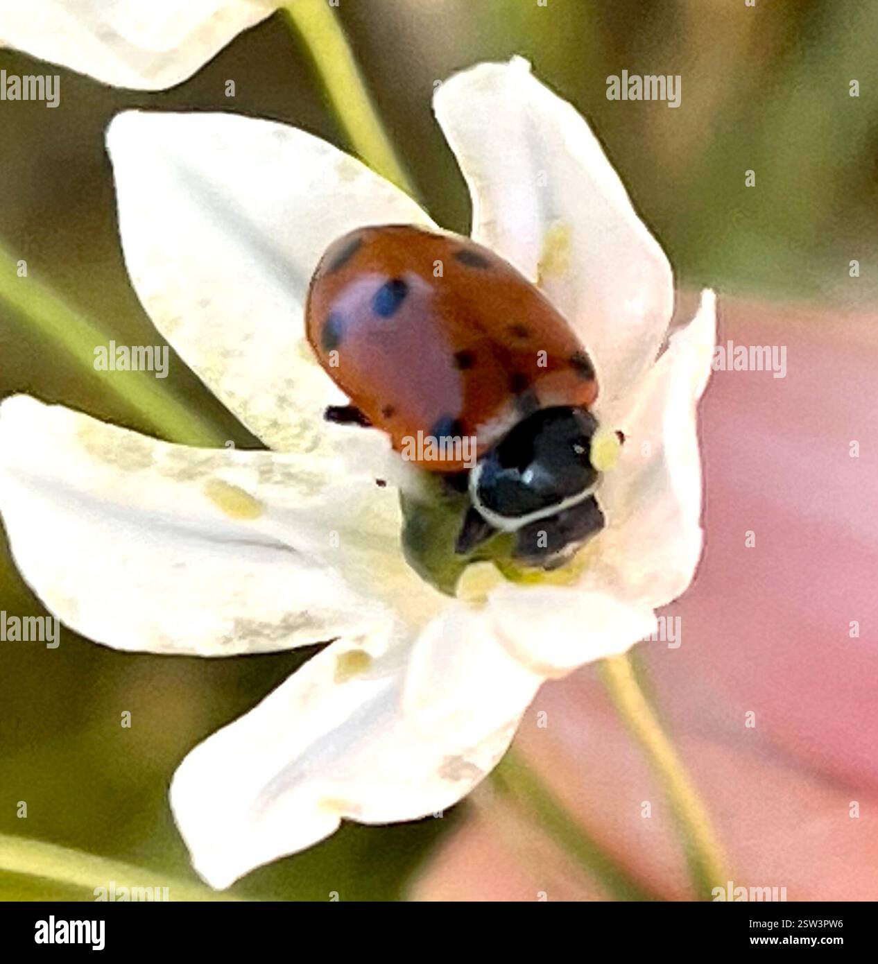 Convergent Lady Beetle (Hippodamia convergens), Insecta, Fort Ord ...