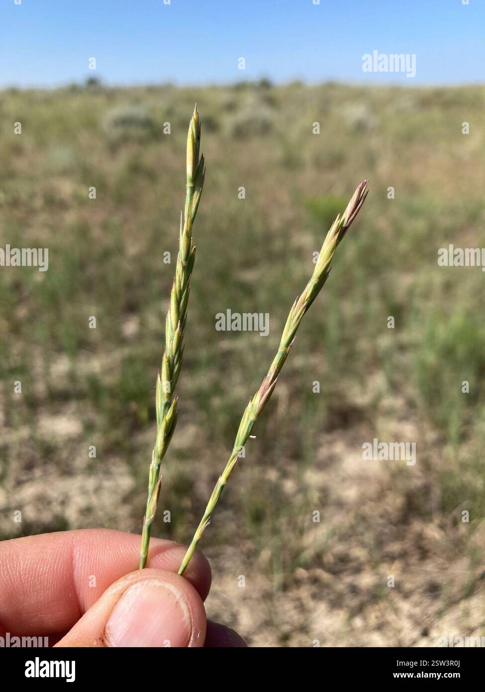 Western Wheatgrass (Elymus smithii), Plantae, Worden, MT, US Stock ...