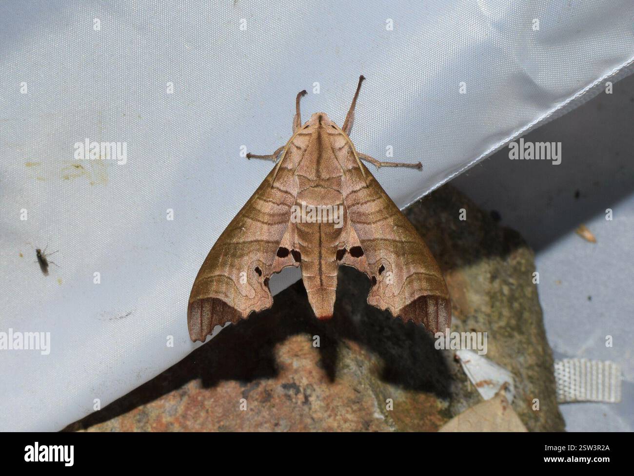 dull swirled hawkmoth (Marumba dyras), Insecta, 中国浙江省杭州市临安区 Stock Photo ...