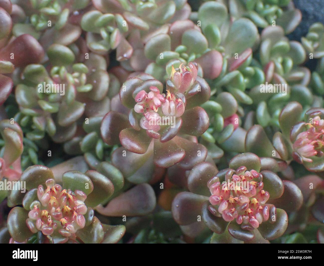 Oregon Stonecrop (Sedum oreganum), Plantae, Strathcona, BC, Canada ...