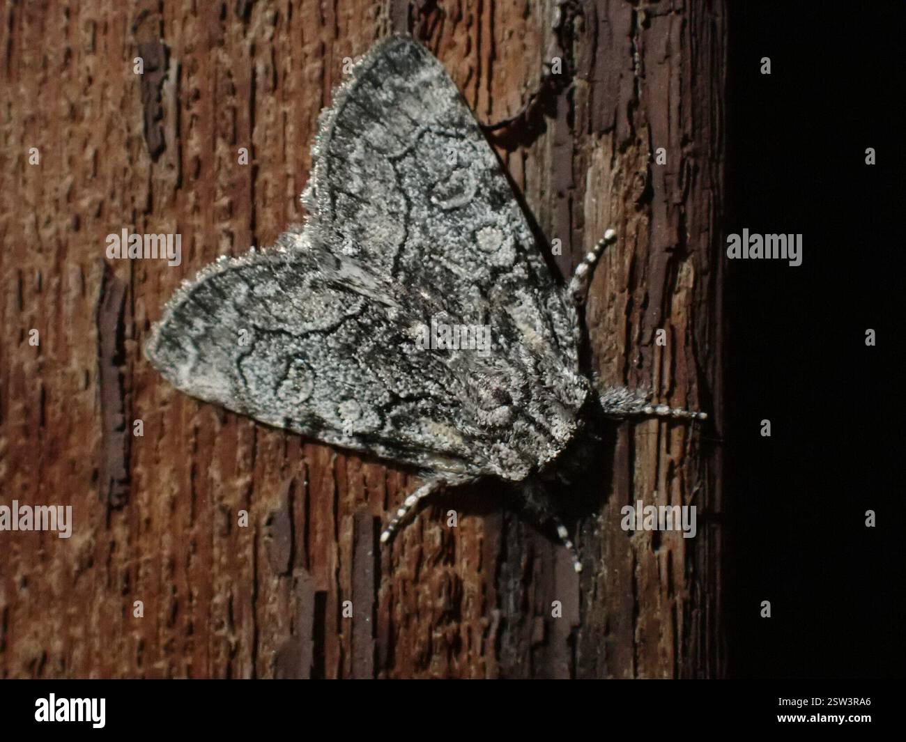 Brother Moth (Raphia frater), Insecta, Val Marie, SK S0N 2T0, Canada ...