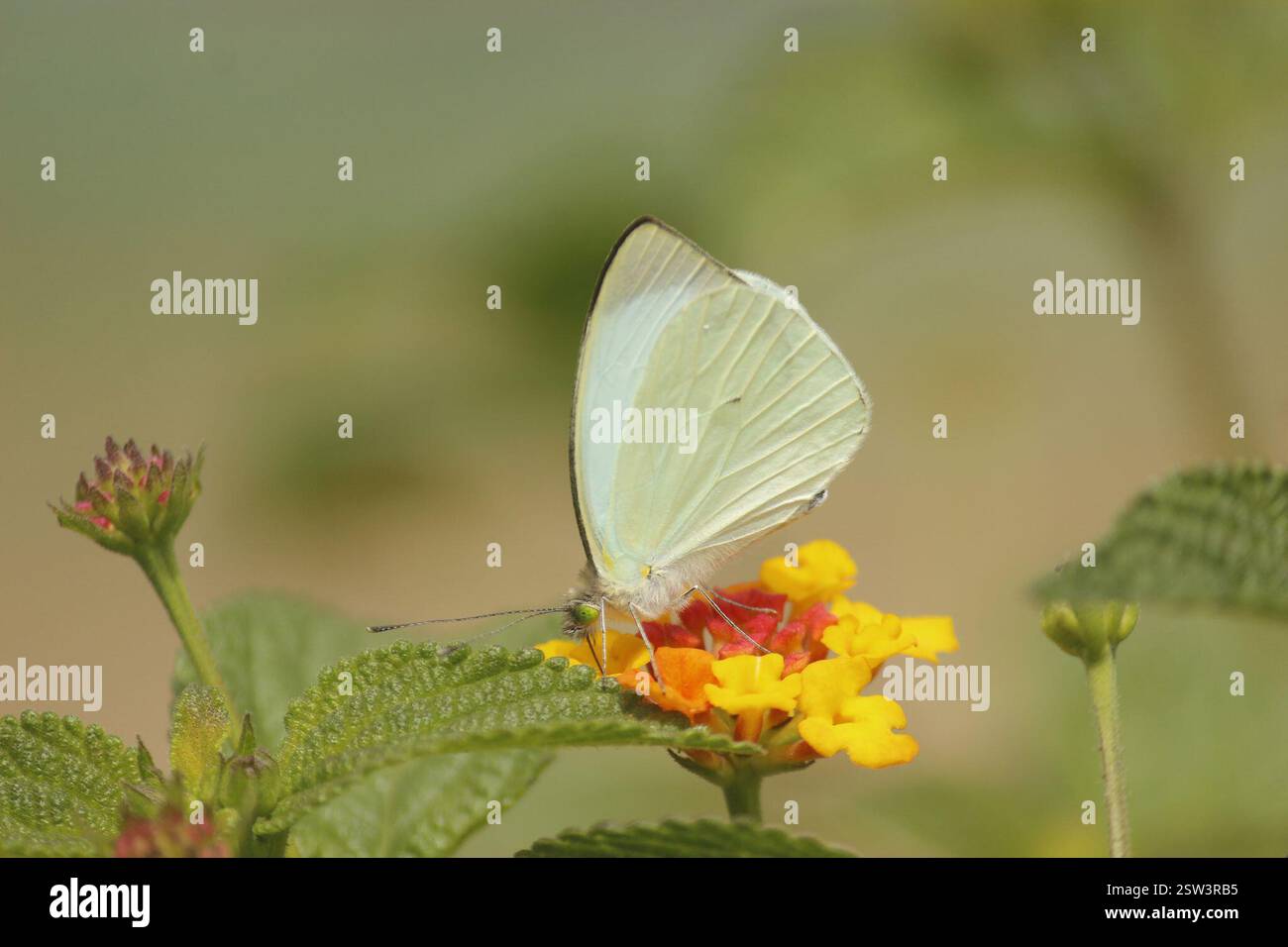 Green-eyed White (Leptophobia aripa), Insecta, Parque de las Leyendas ...