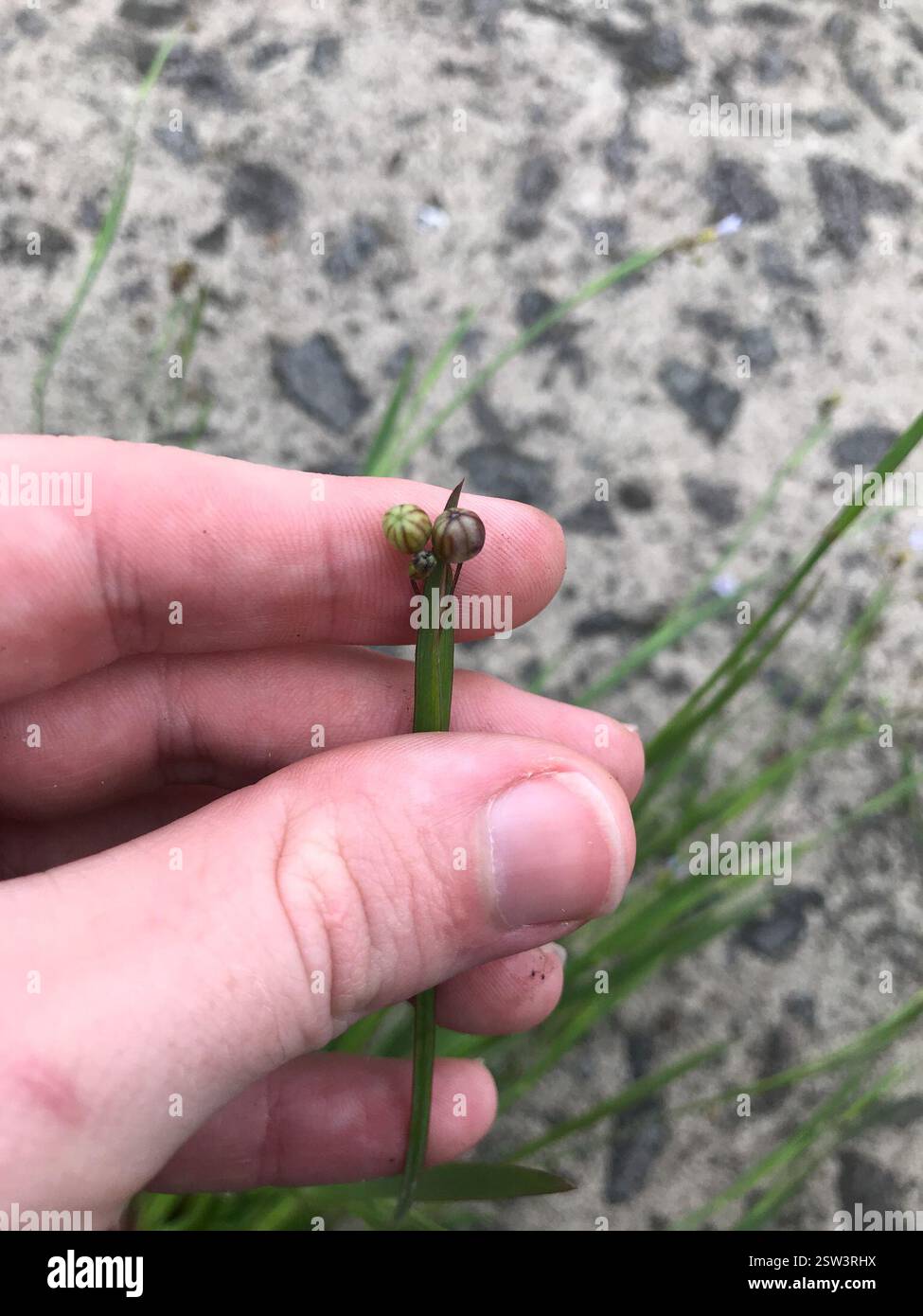 Blue Pigroot (Sisyrinchium micranthum), Plantae, Satochosato ...