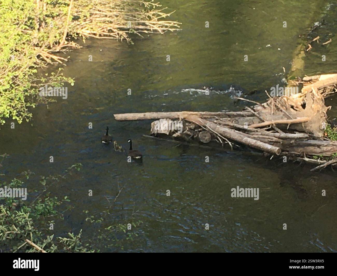 Canada Goose (Branta canadensis), Aves, Taku Lake Park, Anchorage, AK ...