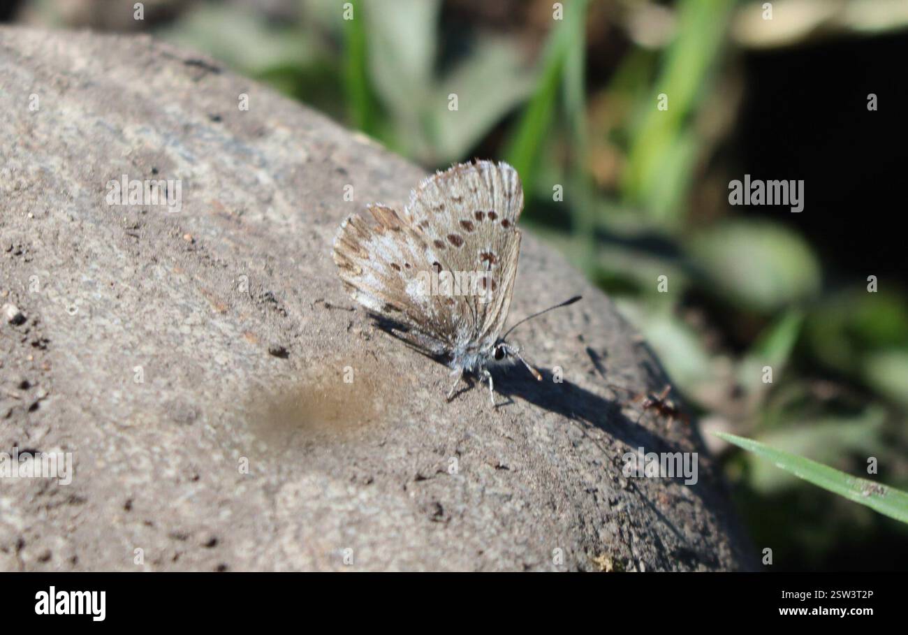Arrowhead Blue (Glaucopsyche piasus), Insecta, Airport/China Creek ...