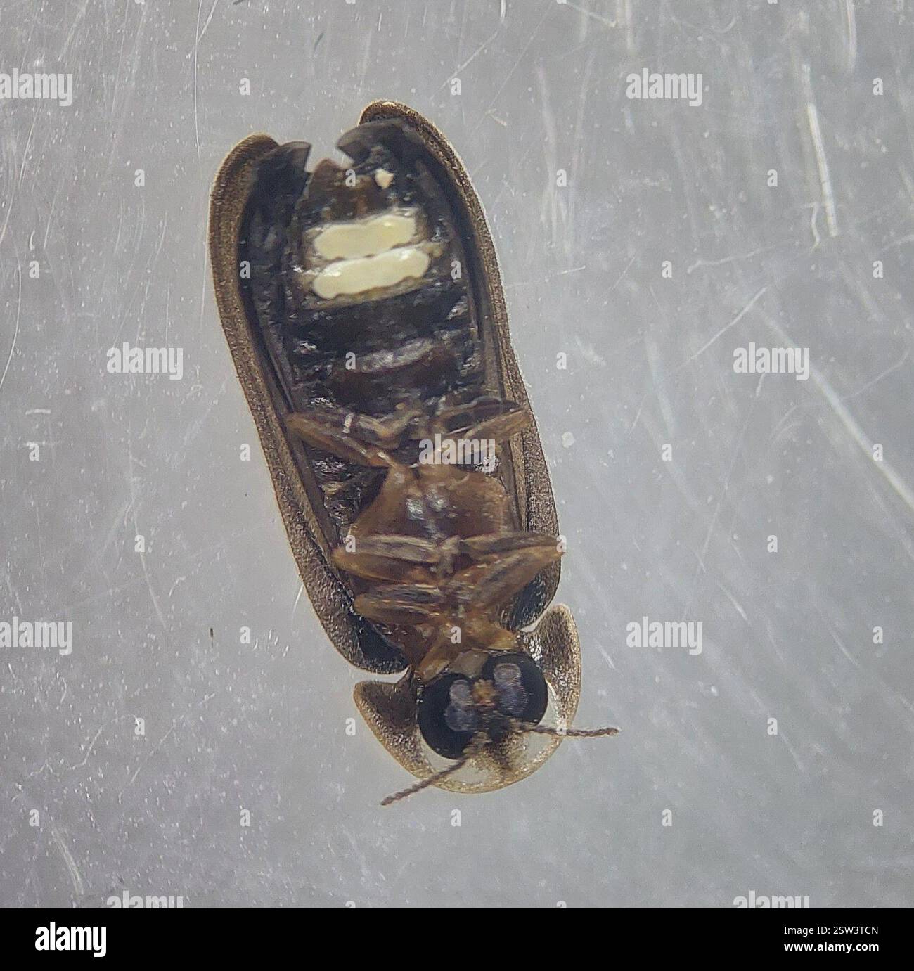 Lesser Glowworm (Lamprohiza splendidula), Insecta, Gundwiesensee, 64546 ...