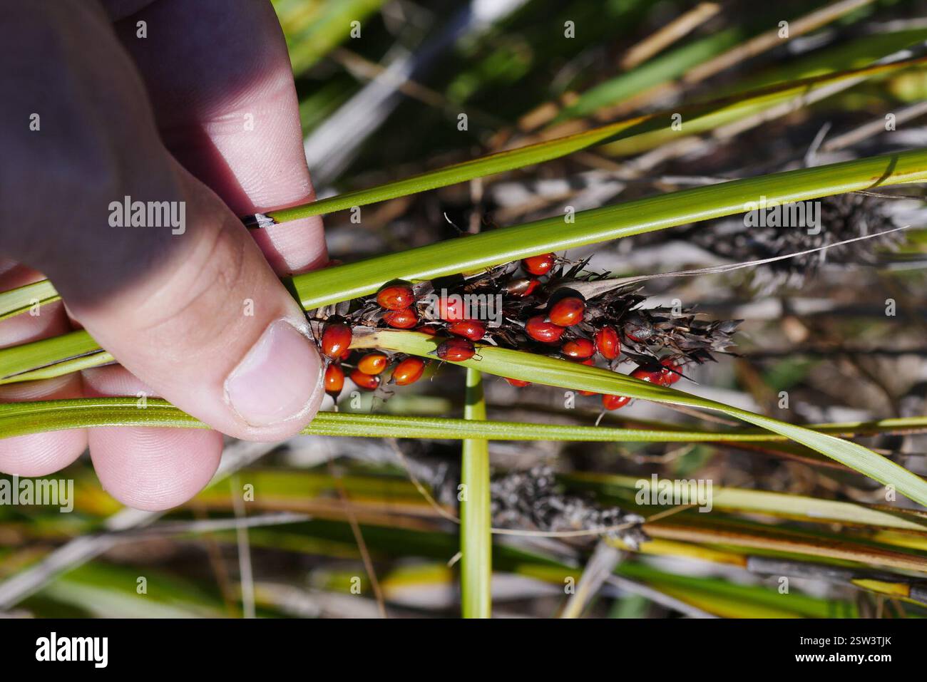 Red-berried Saw-sedge (Gahnia aspera), Plantae, Mount Stuart, QLD, AU ...