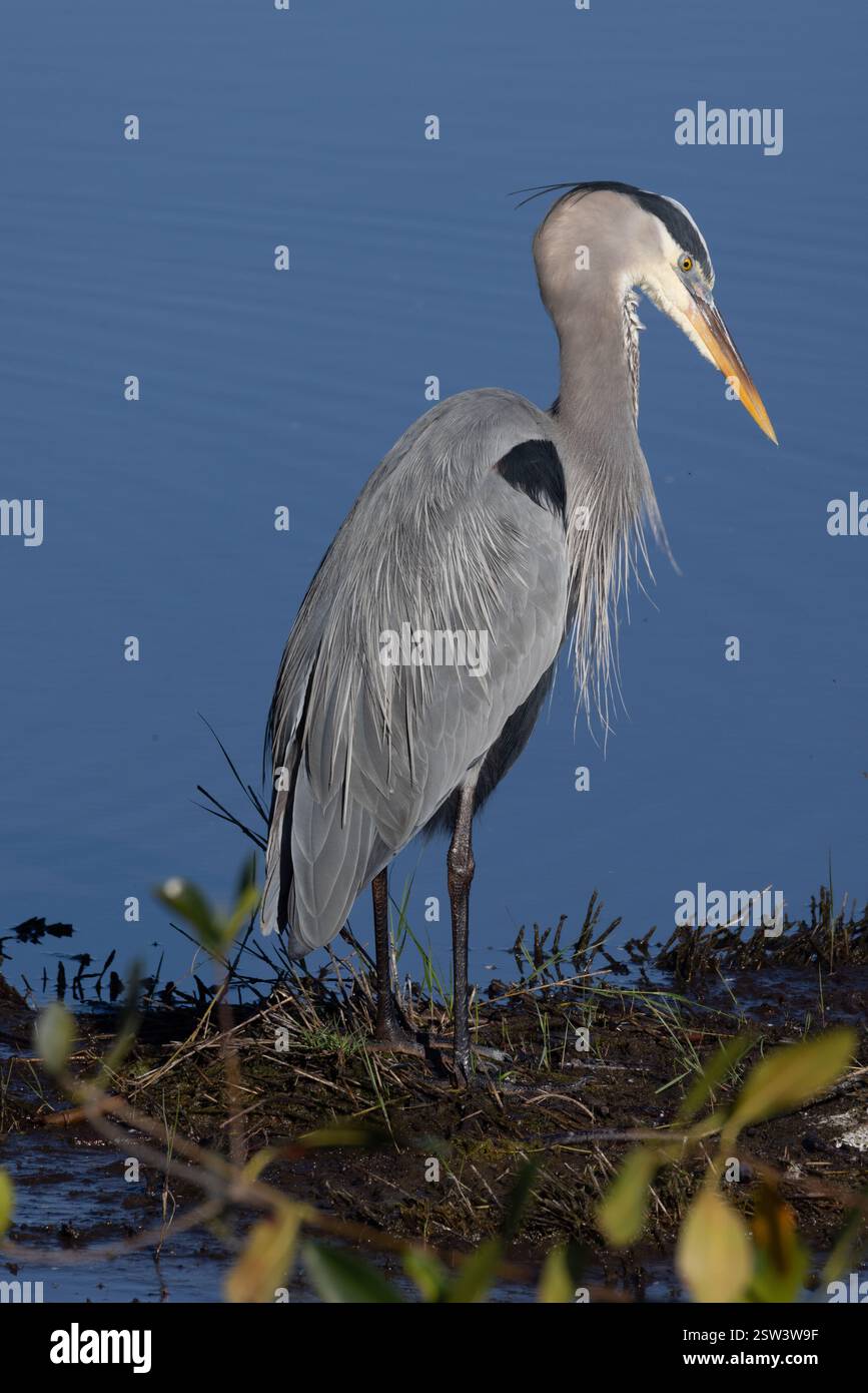 Great Blue Herron Stock Photo - Alamy