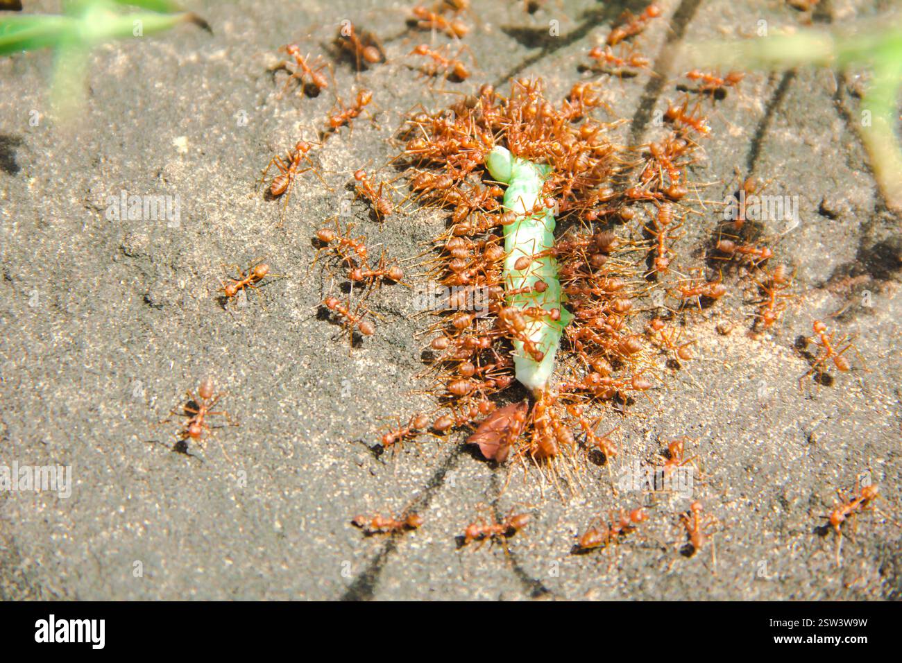 Many red ants bite and eat a worm. Red ants gather together to drag the ...