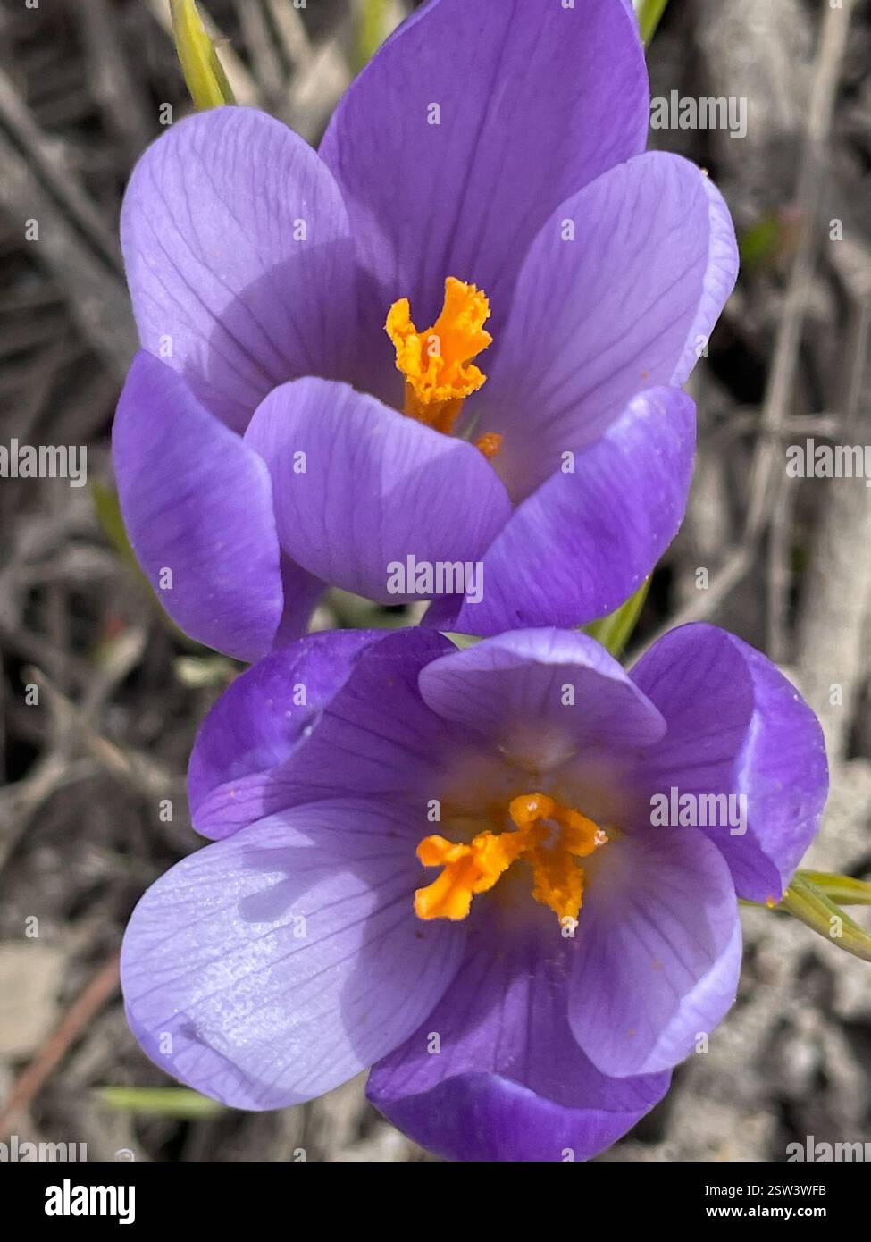Veluchensis hi-res stock photography and images - Alamy