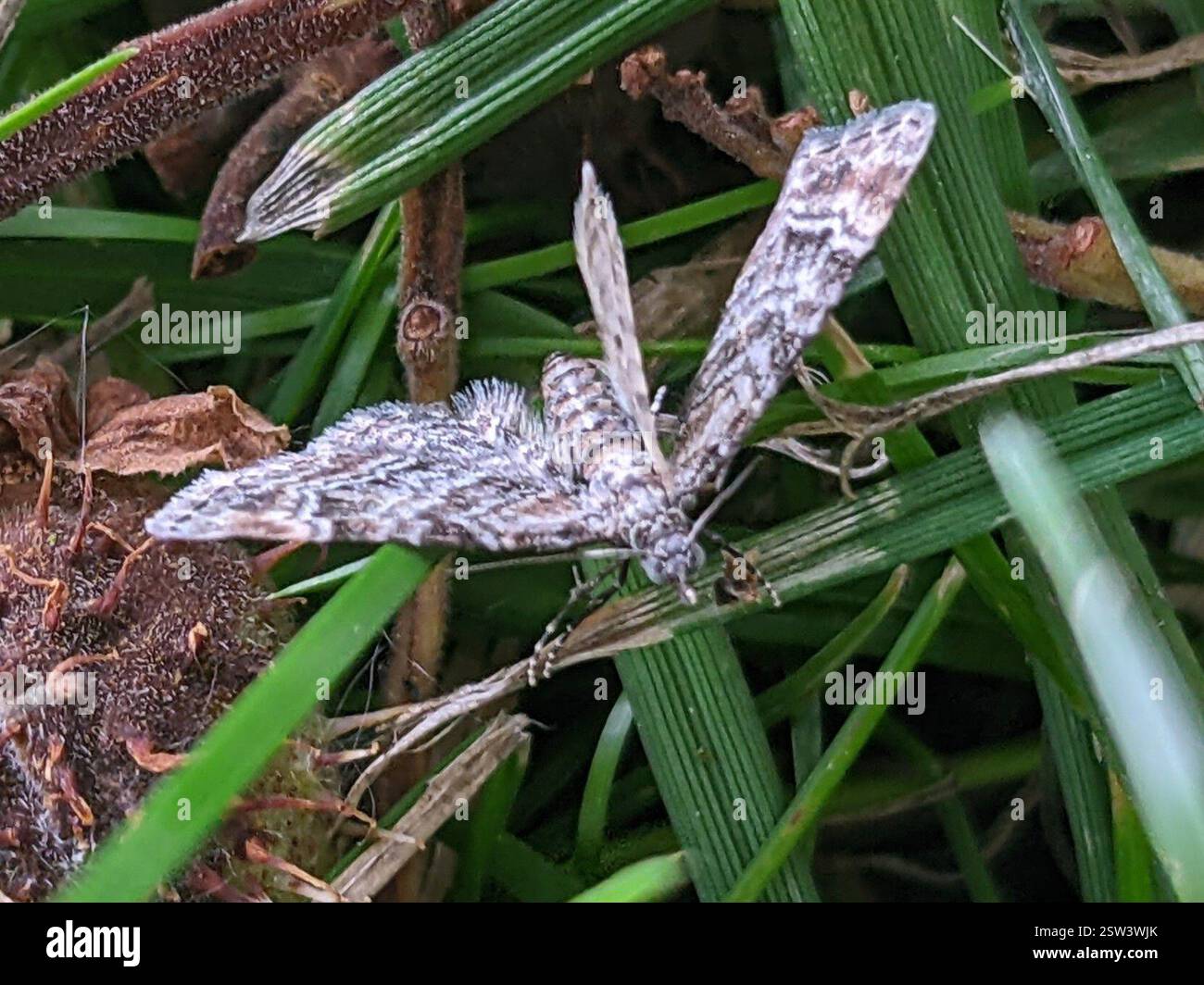 Double-striped Pug (Gymnoscelis rufifasciata), Insecta, Varel Stock ...