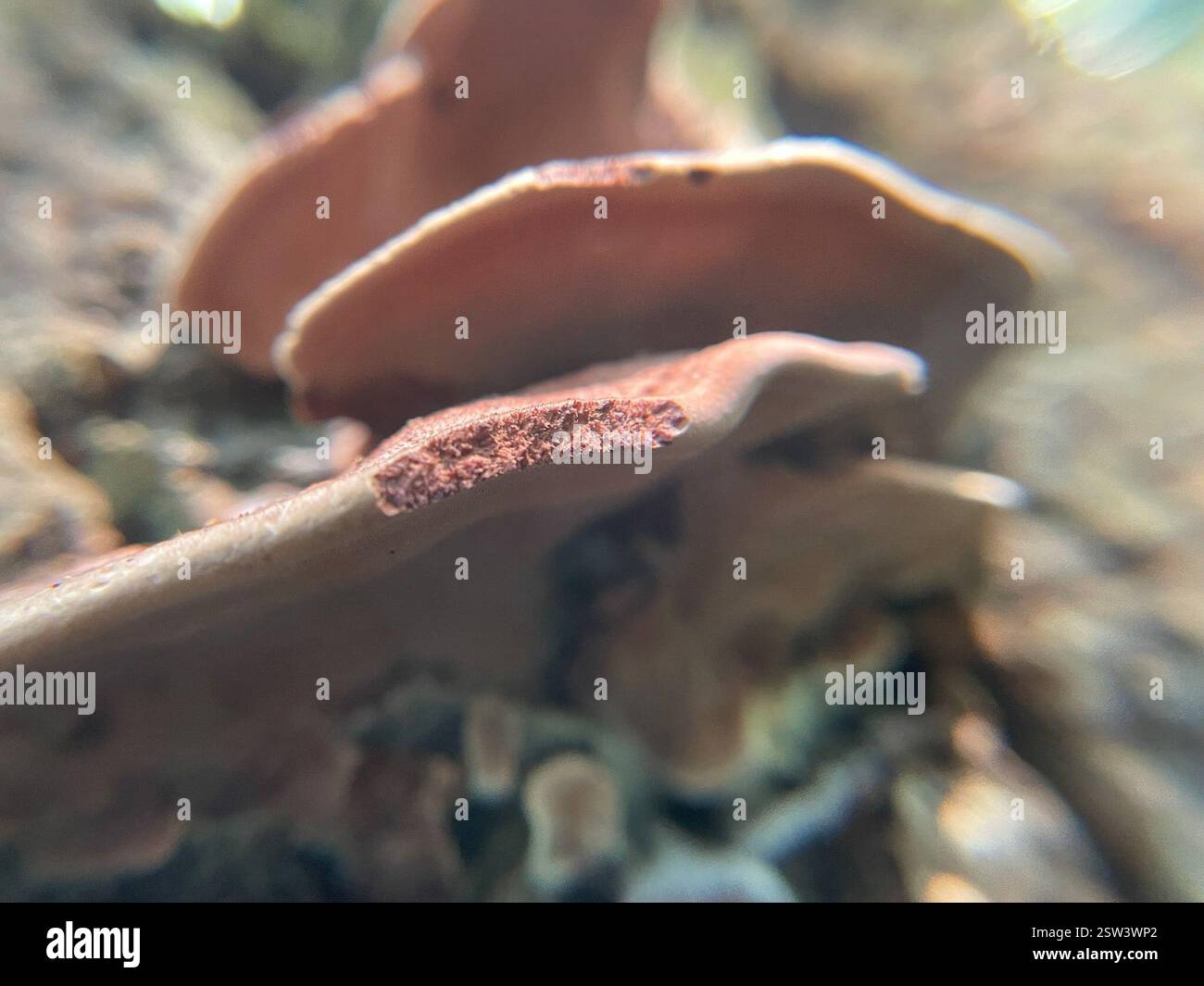 shelf fungi (Polyporales), Fungi, Pahala, HI 96777, USA Stock Photo - Alamy