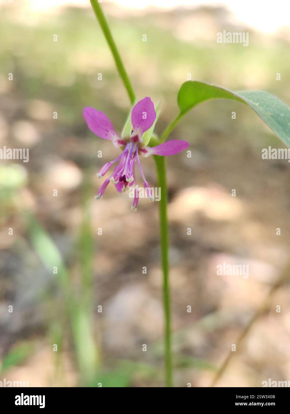 diamond clarkia (Clarkia rhomboidea), Plantae, Idyllwild-Pine Cove, CA ...