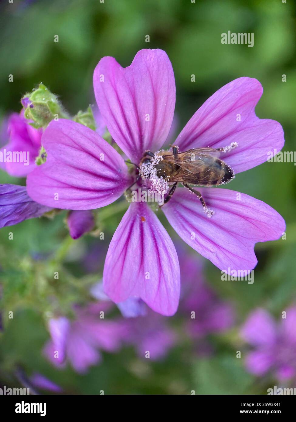 Common Mallow (Malva sylvestris), Plantae, Park Farmhouse, Somerton ...