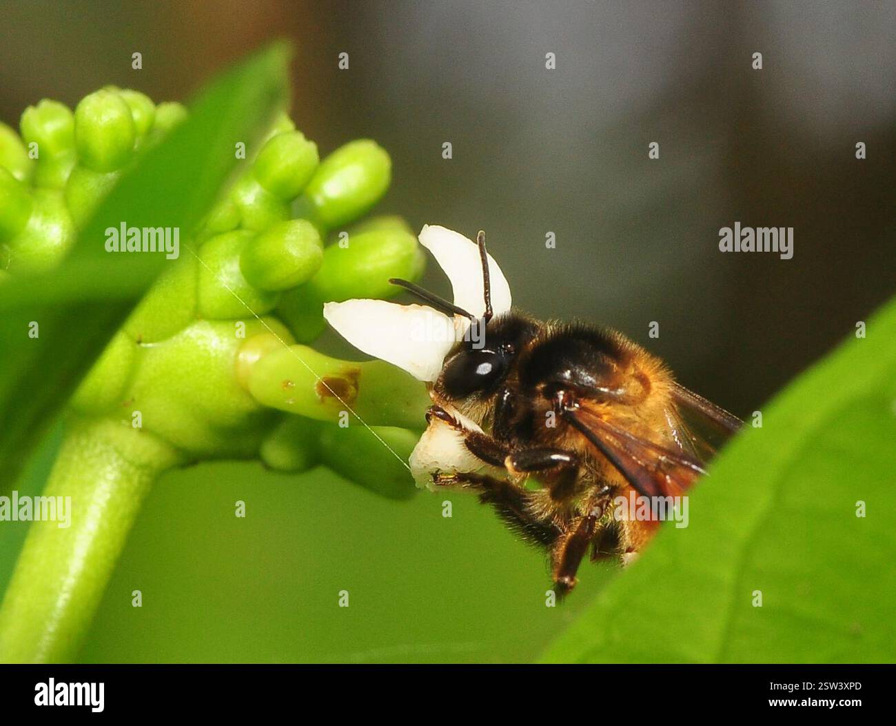 Giant Honey Bee (Apis dorsata), Insecta, Kakkulissery, Kerala, India ...