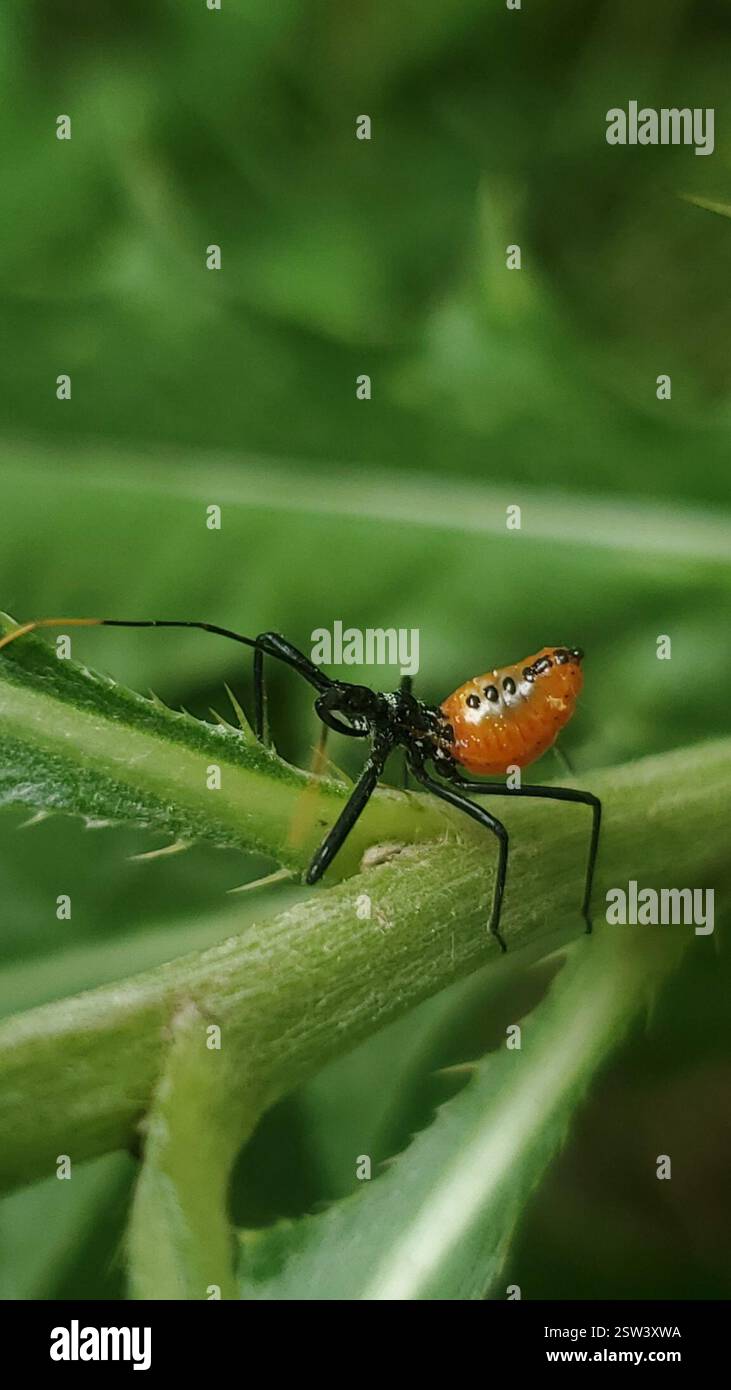 North American Wheel Bug (Arilus cristatus), Insecta, Indiana, US, One ...