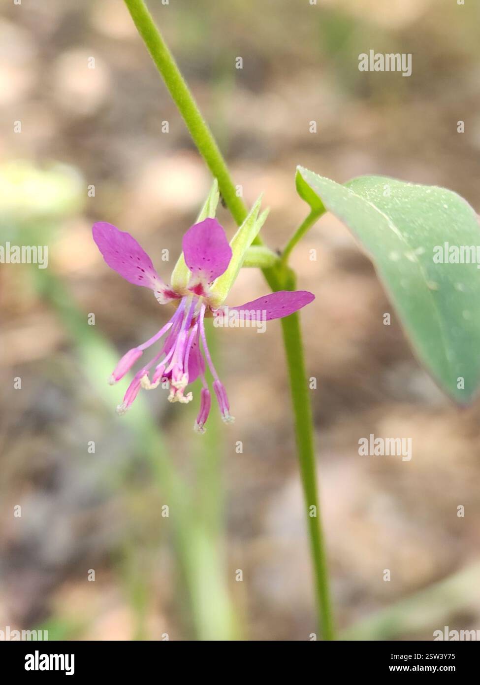 diamond clarkia (Clarkia rhomboidea), Plantae, Idyllwild-Pine Cove, CA ...