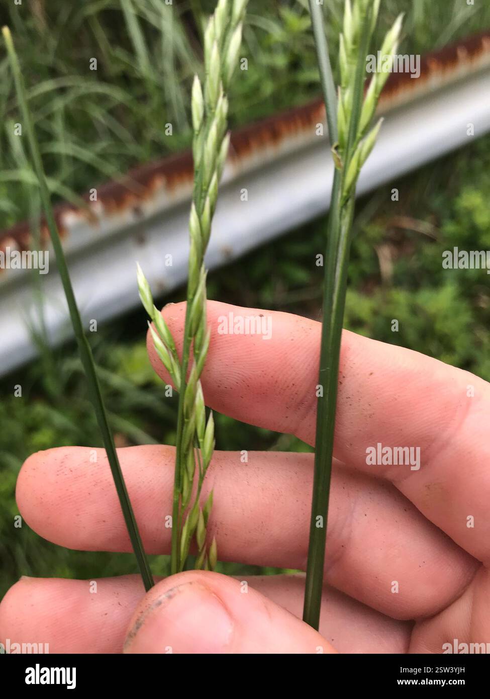 tall fescue (Lolium arundinaceum), Plantae, Kamikoshikicho Nakakoshiki ...