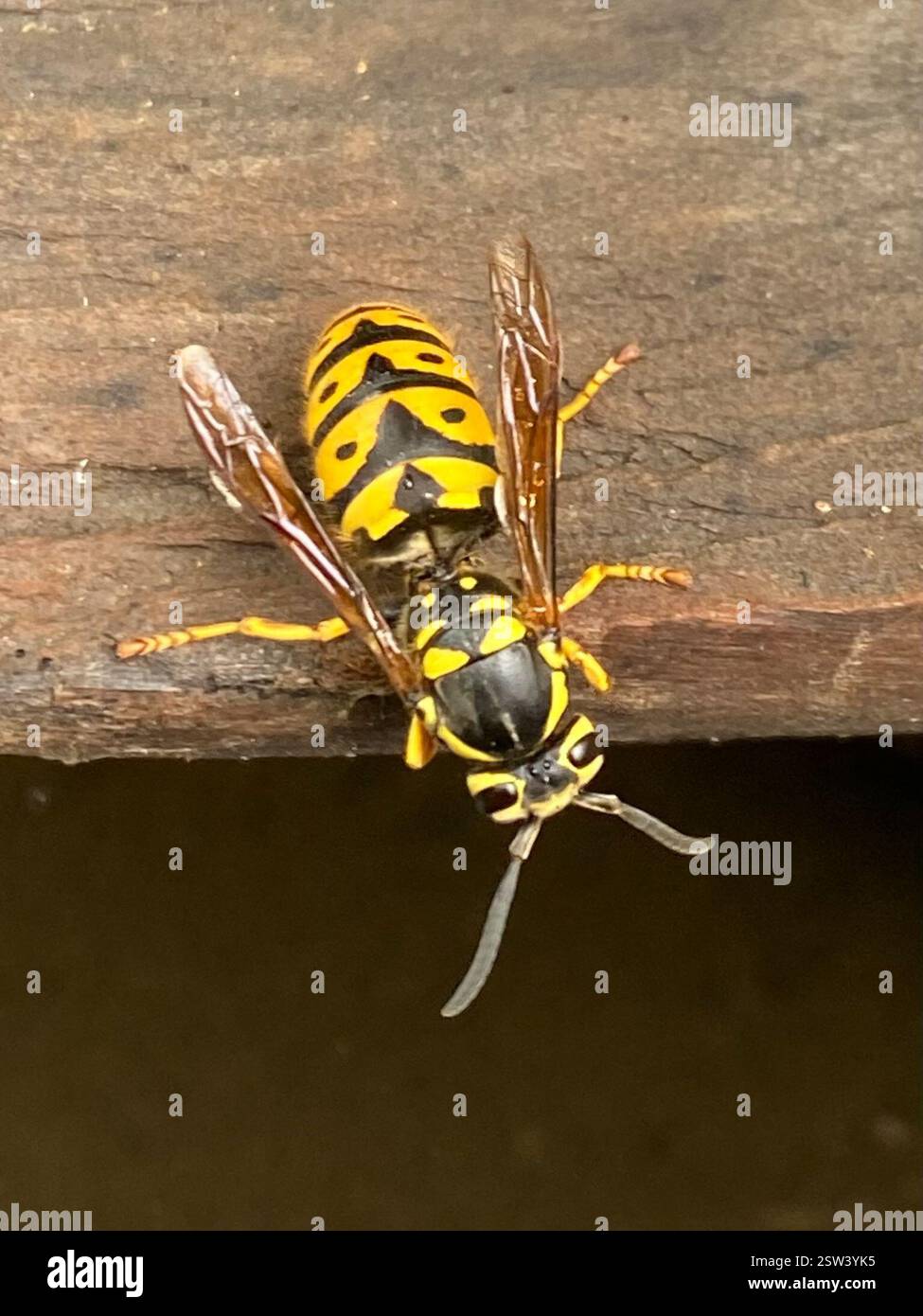 Western Yellowjacket (Vespula pensylvanica), Insecta, Everett Crowley Park, Vancouver, BC, CA ...
