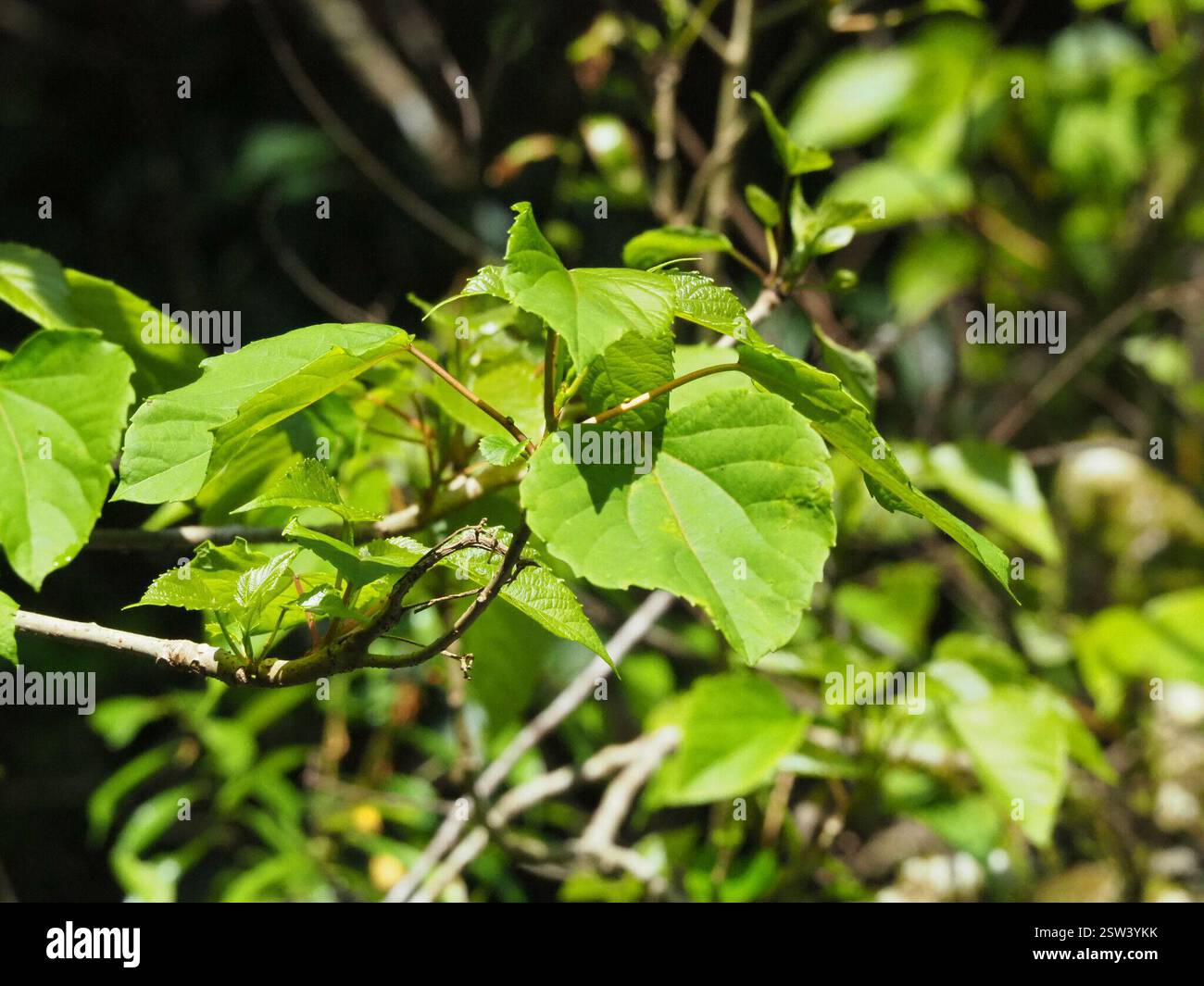 Wonder tree (Idesia polycarpa), Plantae, 台灣桃園市 Stock Photo - Alamy