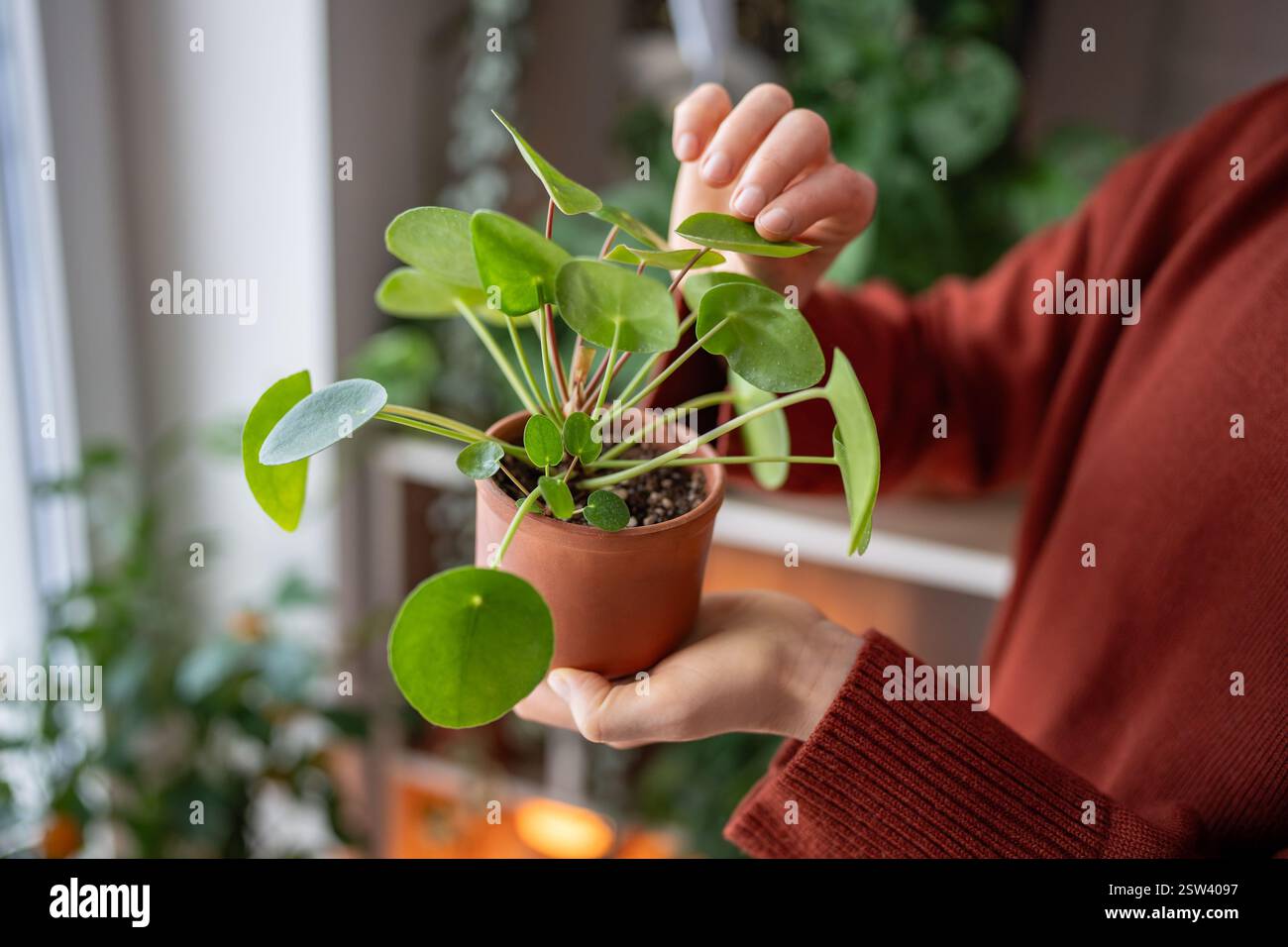 Woman hand touching and inspecting leaves of Pilea peperomioides ...