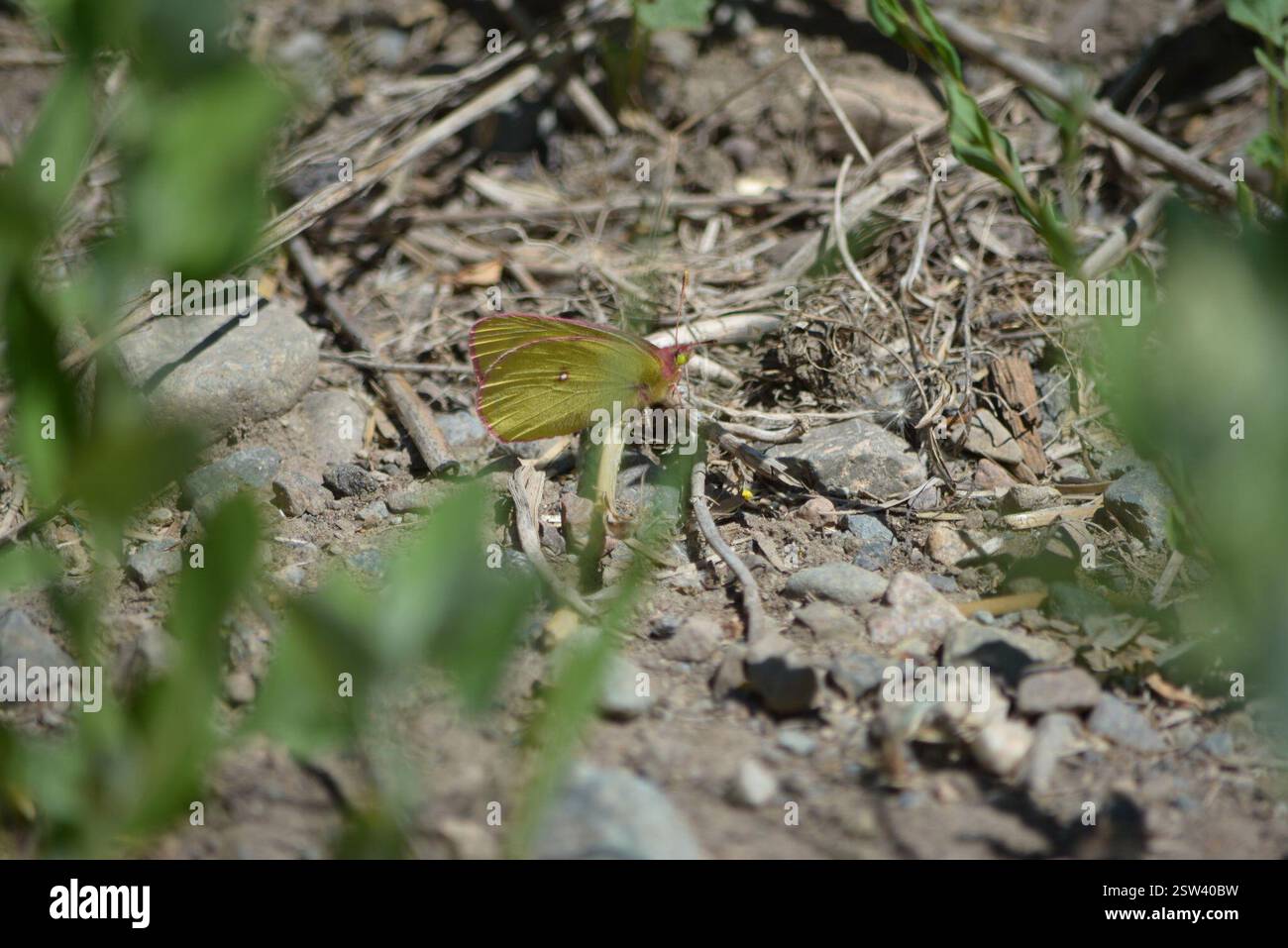 Western Sulphur (Colias occidentalis), Insecta, Coalmont Rd, Okanagan ...