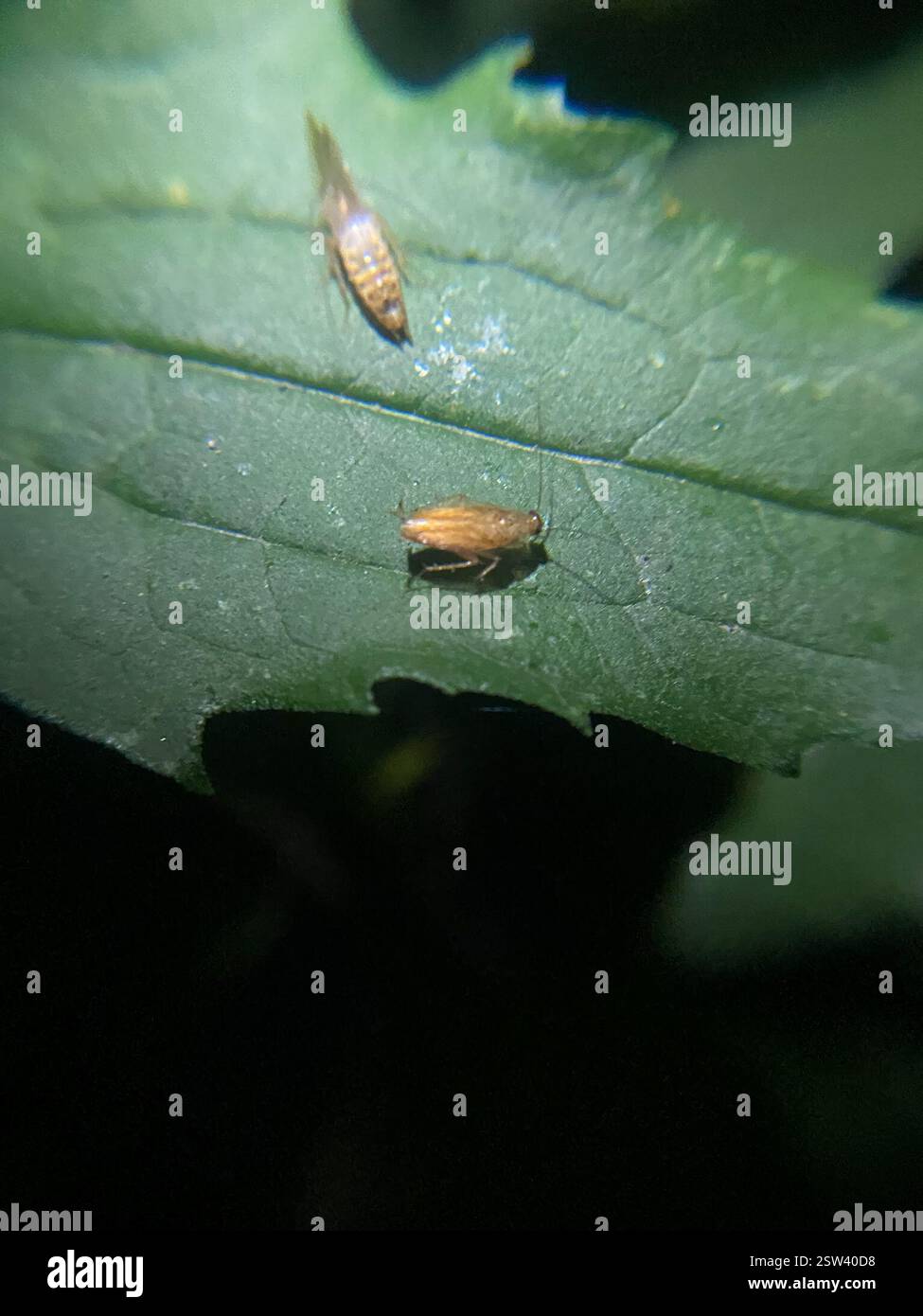 small yellow cockroach (Cariblatta lutea), Insecta, Princeton Rd ...