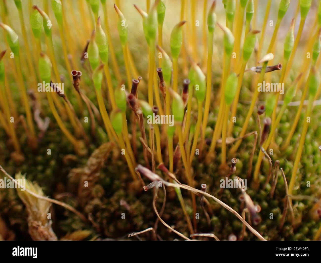 Slender Cruet-moss (Tetraplodon mnioides), Plantae, Yukon, Canada Stock ...