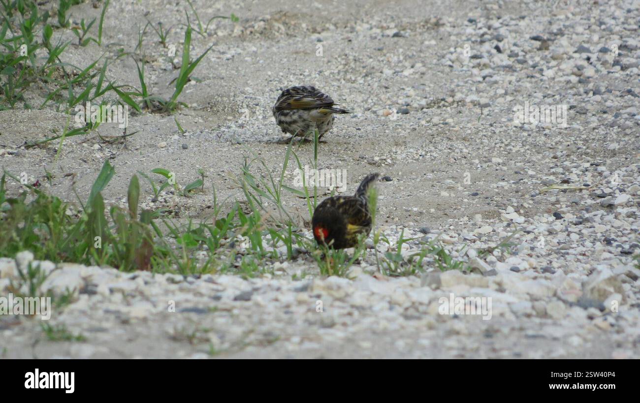 Fire-fronted Serin (Serinus pusillus), Aves, Гоцатль Большой, Респ ...