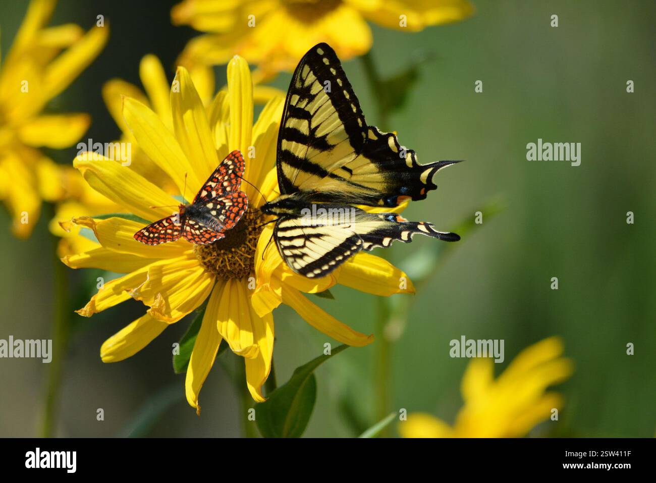 Canadian Tiger Swallowtail (Papilio canadensis), Insecta, Belfort Rd ...