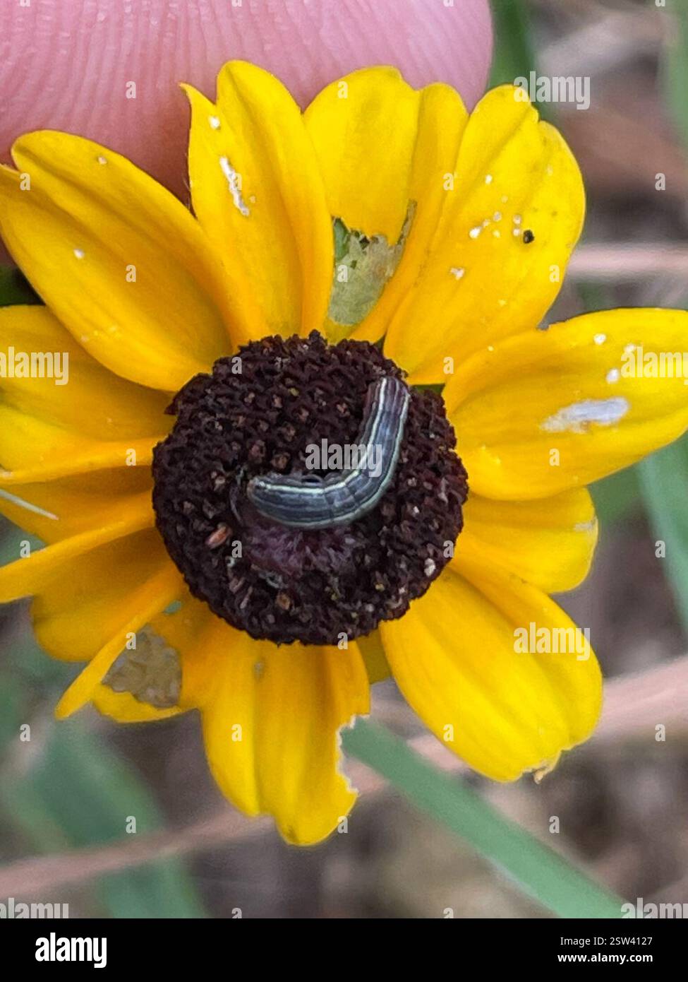 Yellow-striped Armyworm Moth (Spodoptera ornithogalli), Insecta, Blue ...