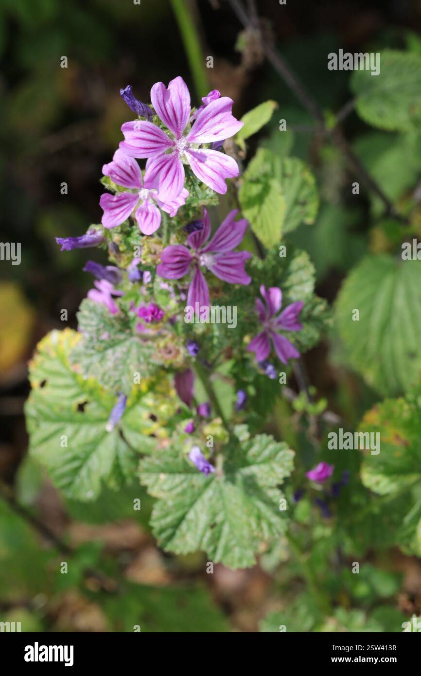 Common Mallow (Malva sylvestris), Plantae, Spike Island, Lower Church ...