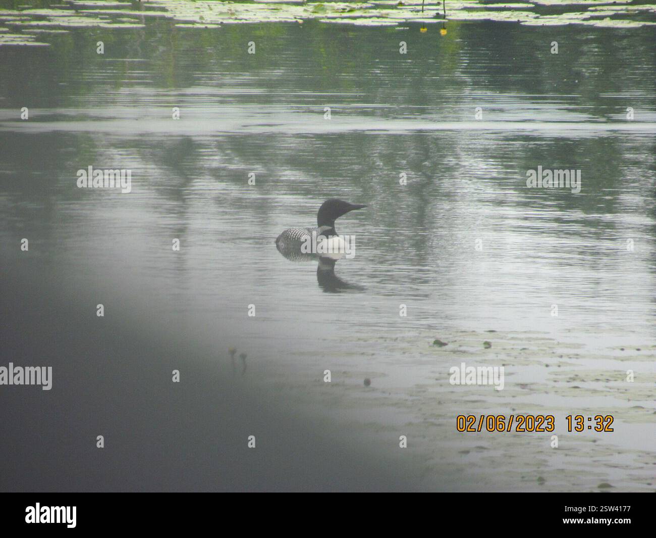 Common Loon (Gavia immer), Aves, Lanark County, ON, Canada Stock Photo ...