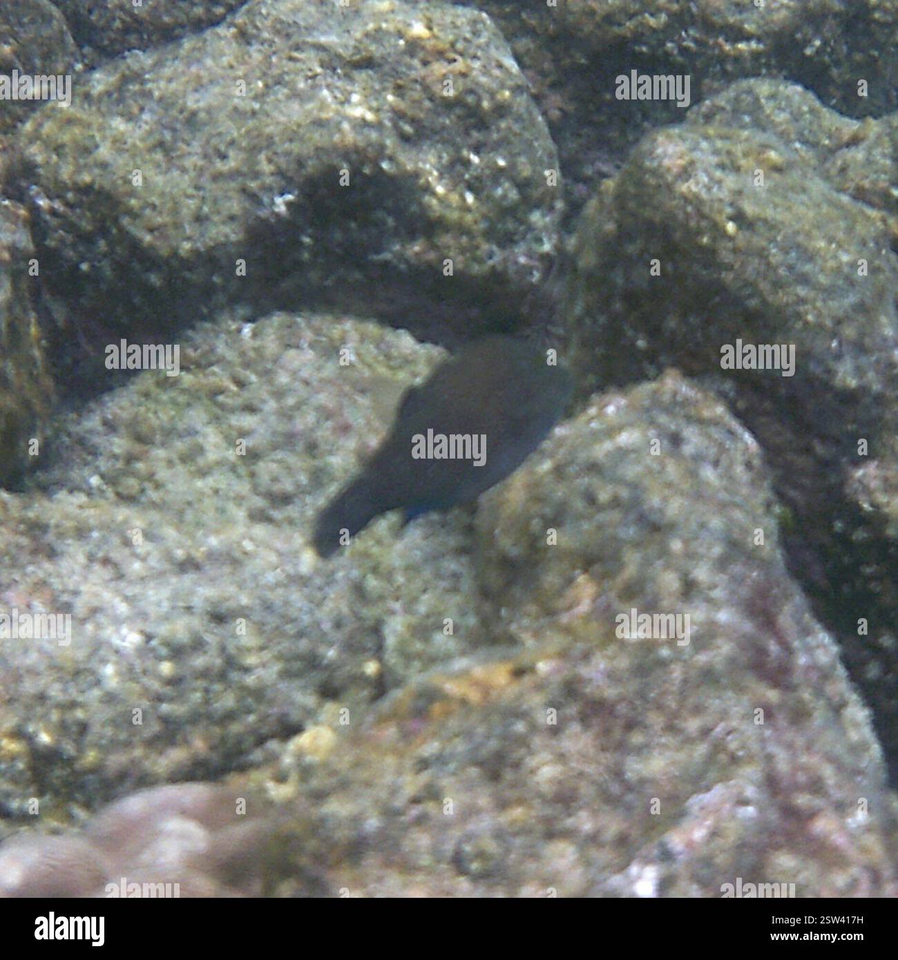Ambon Toby (Canthigaster amboinensis), Actinopterygii, Kahaluu-Keauhou ...