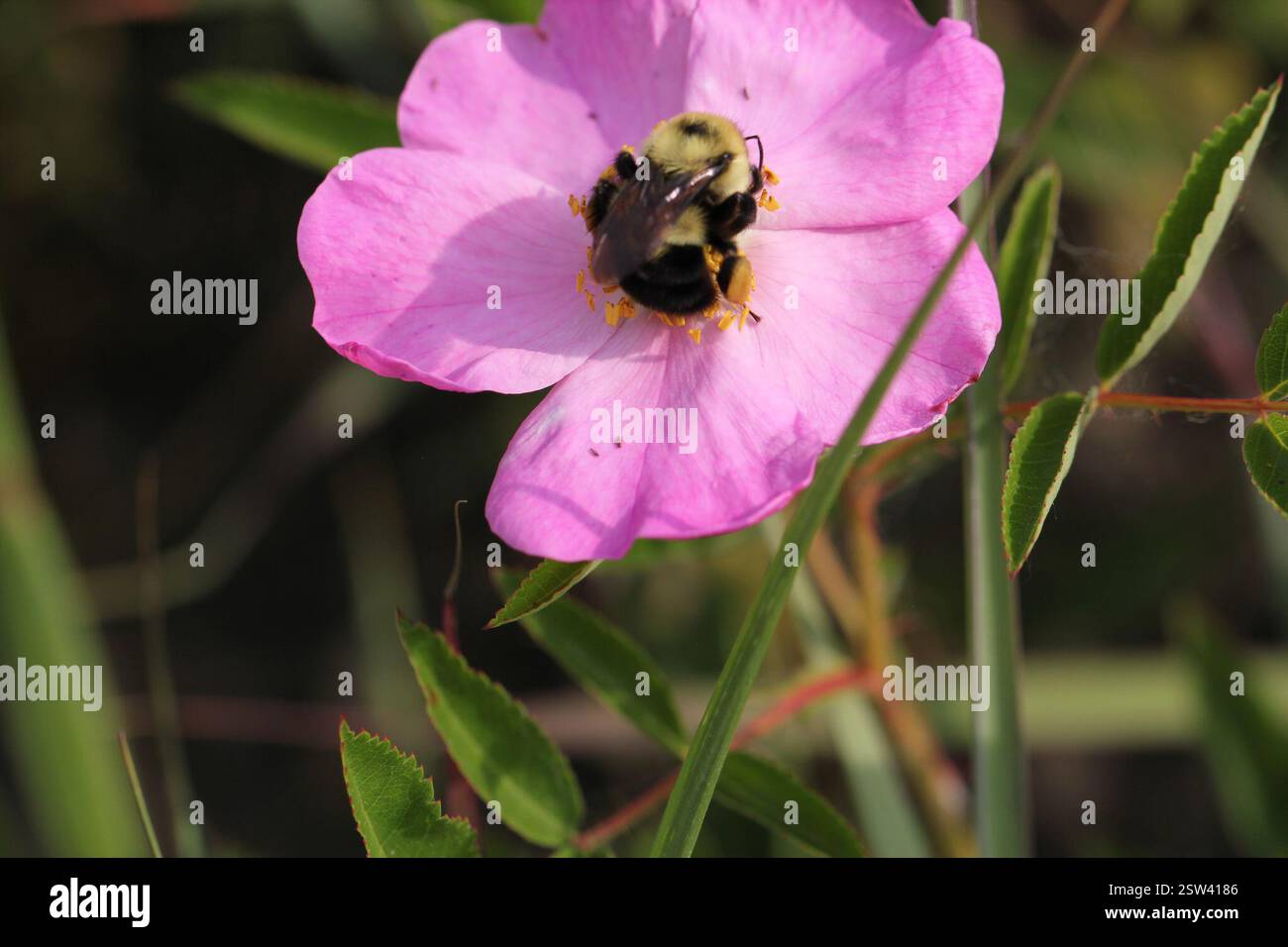 Two-spotted Bumble Bee (Bombus bimaculatus), Insecta, Old Plank Road ...
