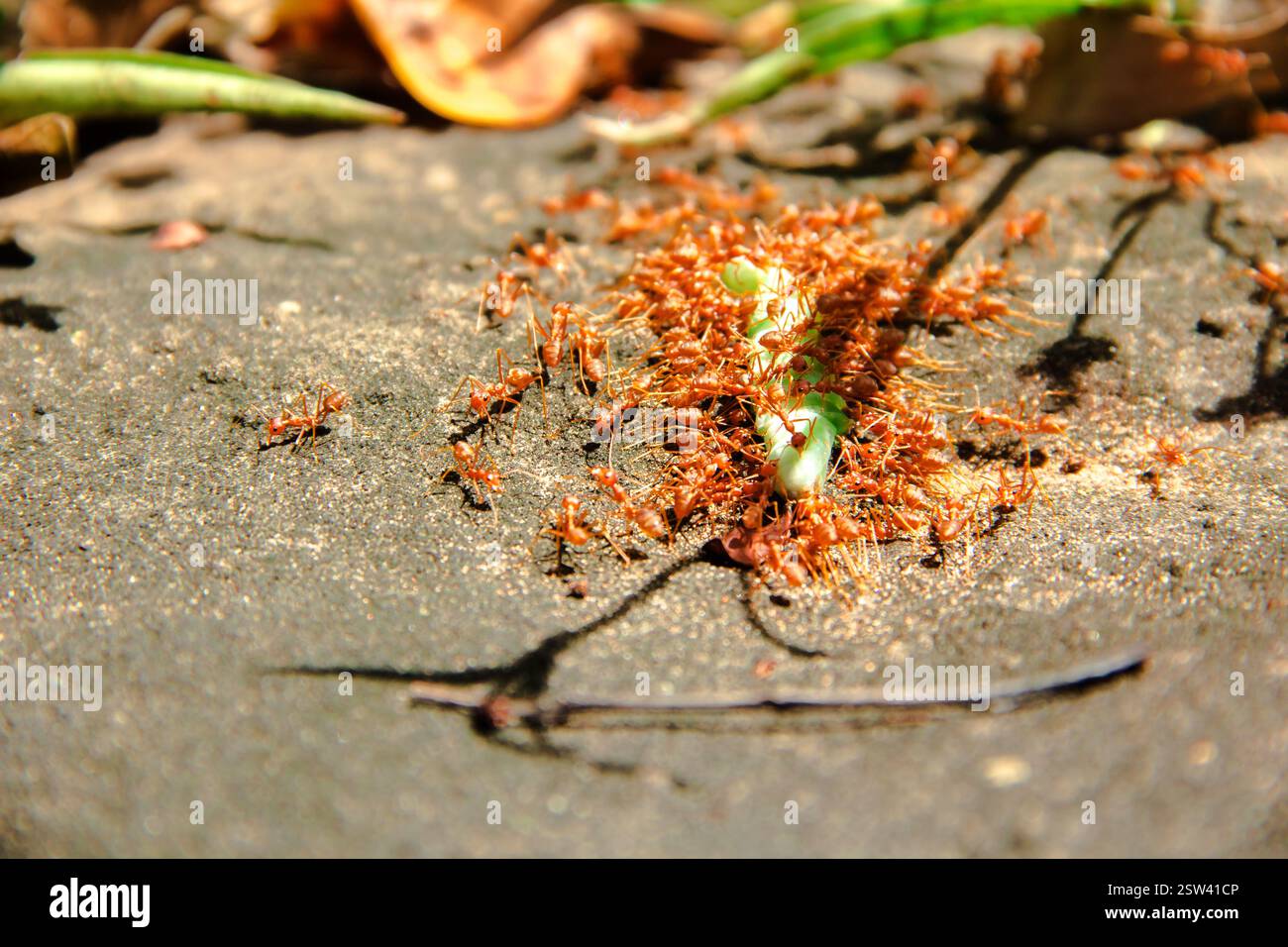 Many red ants bite and eat a worm. Red ants gather together to drag the ...