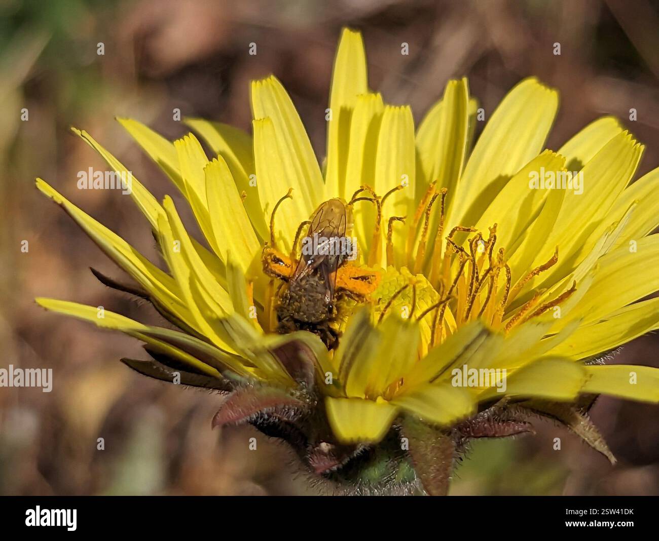 Mining Bees (Andrena), Insecta, Russian Ridge Open Space Preserve, San ...