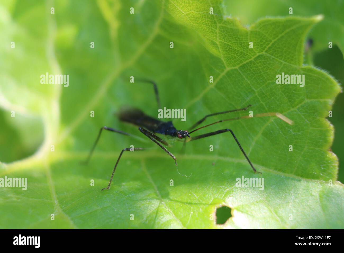 Pale Green Assassin Bug (Zelus luridus), Insecta, Middlesex County, ON ...