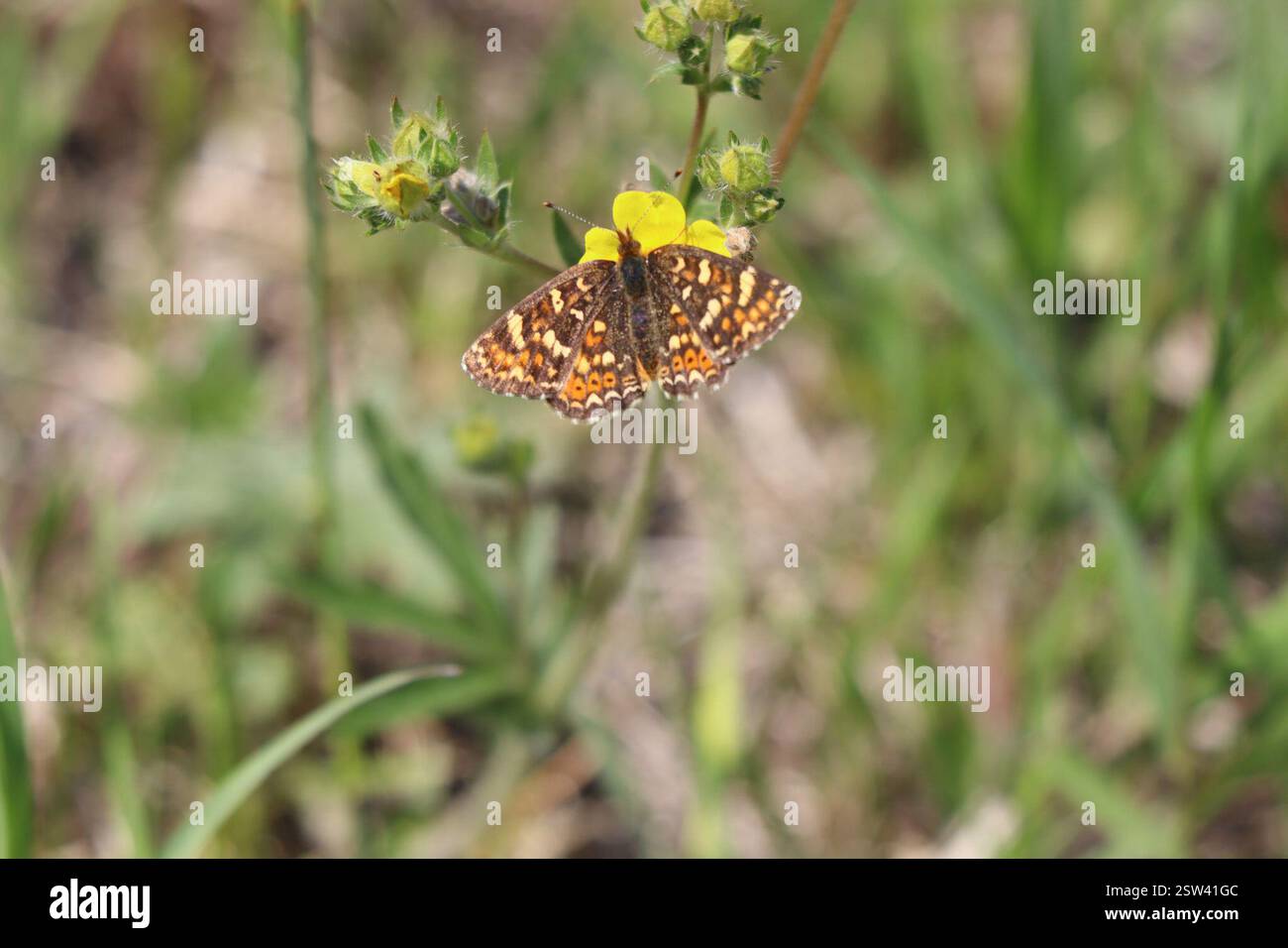 Field Crescent (Phyciodes pulchella), Insecta, Okanagan-Similkameen, BC ...